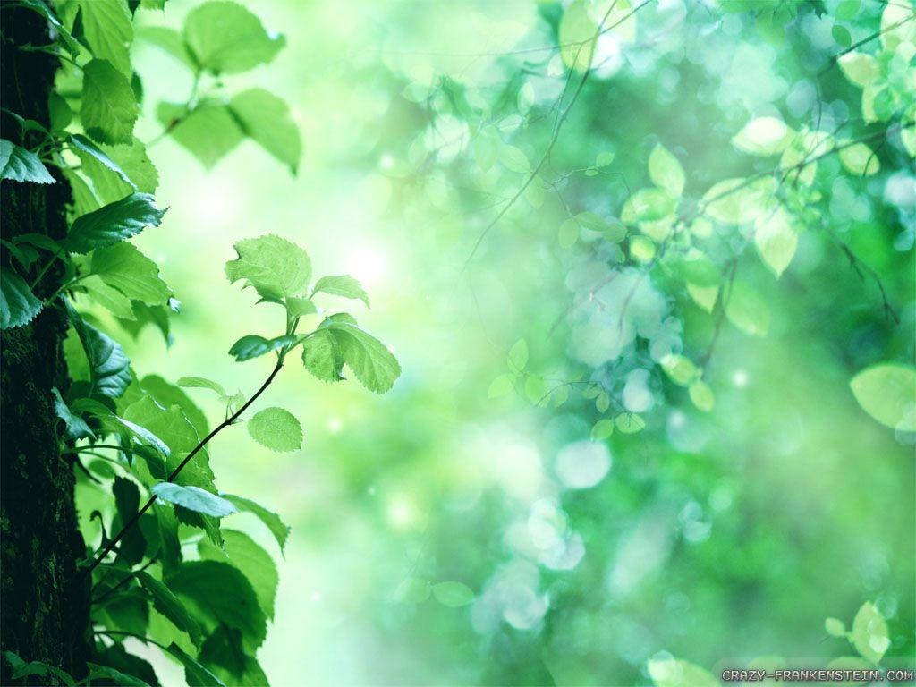 Summer Leaves Wallpapers - Top Free Summer Leaves Backgrounds ...