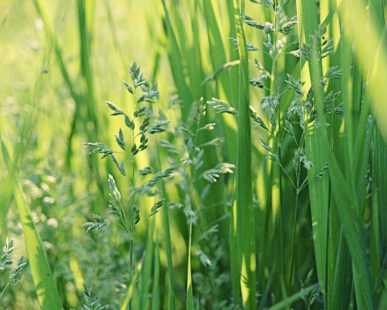 Summer Leaves Wallpapers - Top Free Summer Leaves Backgrounds ...