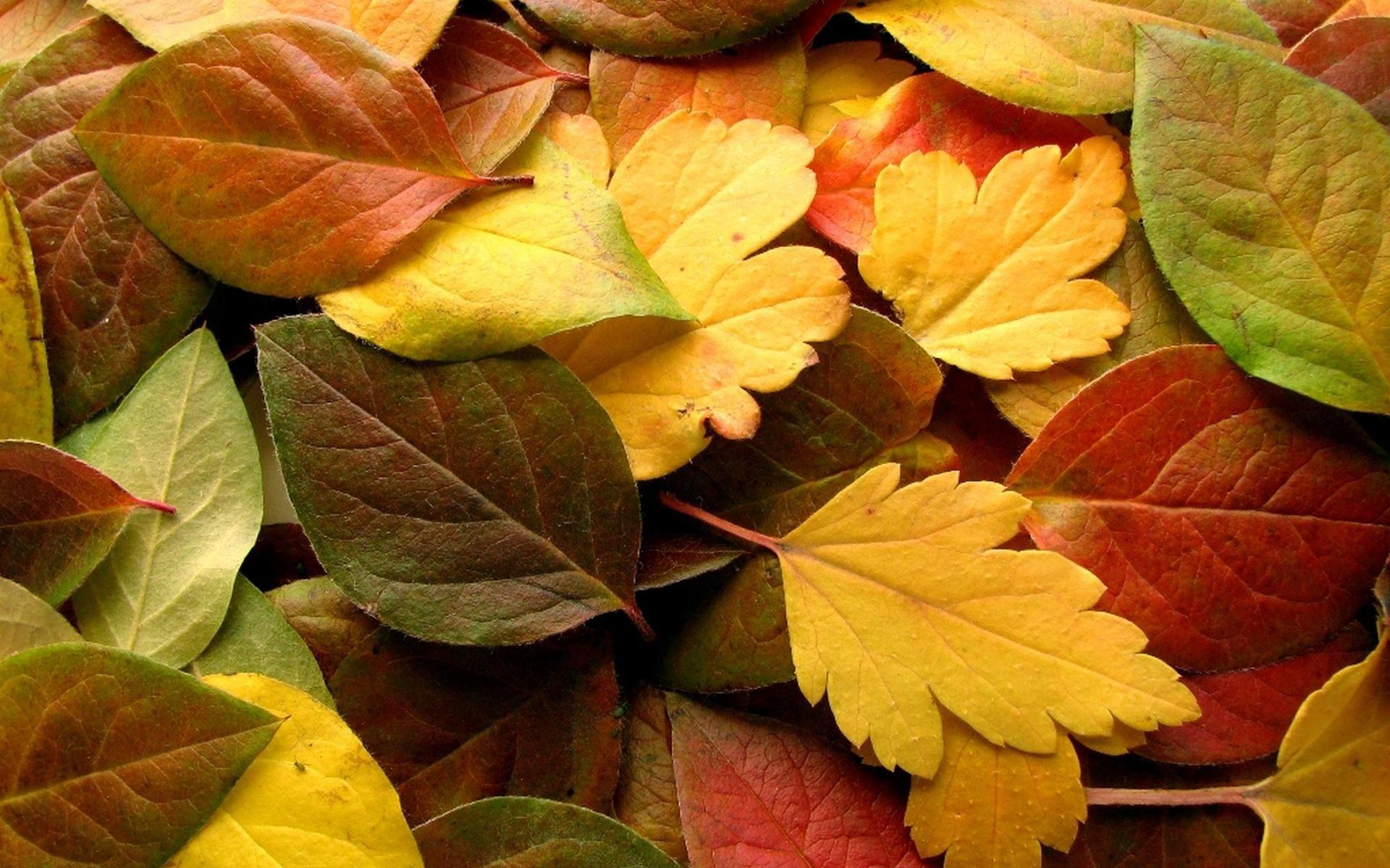 Summer Leaves Wallpapers - Top Free Summer Leaves Backgrounds ...
