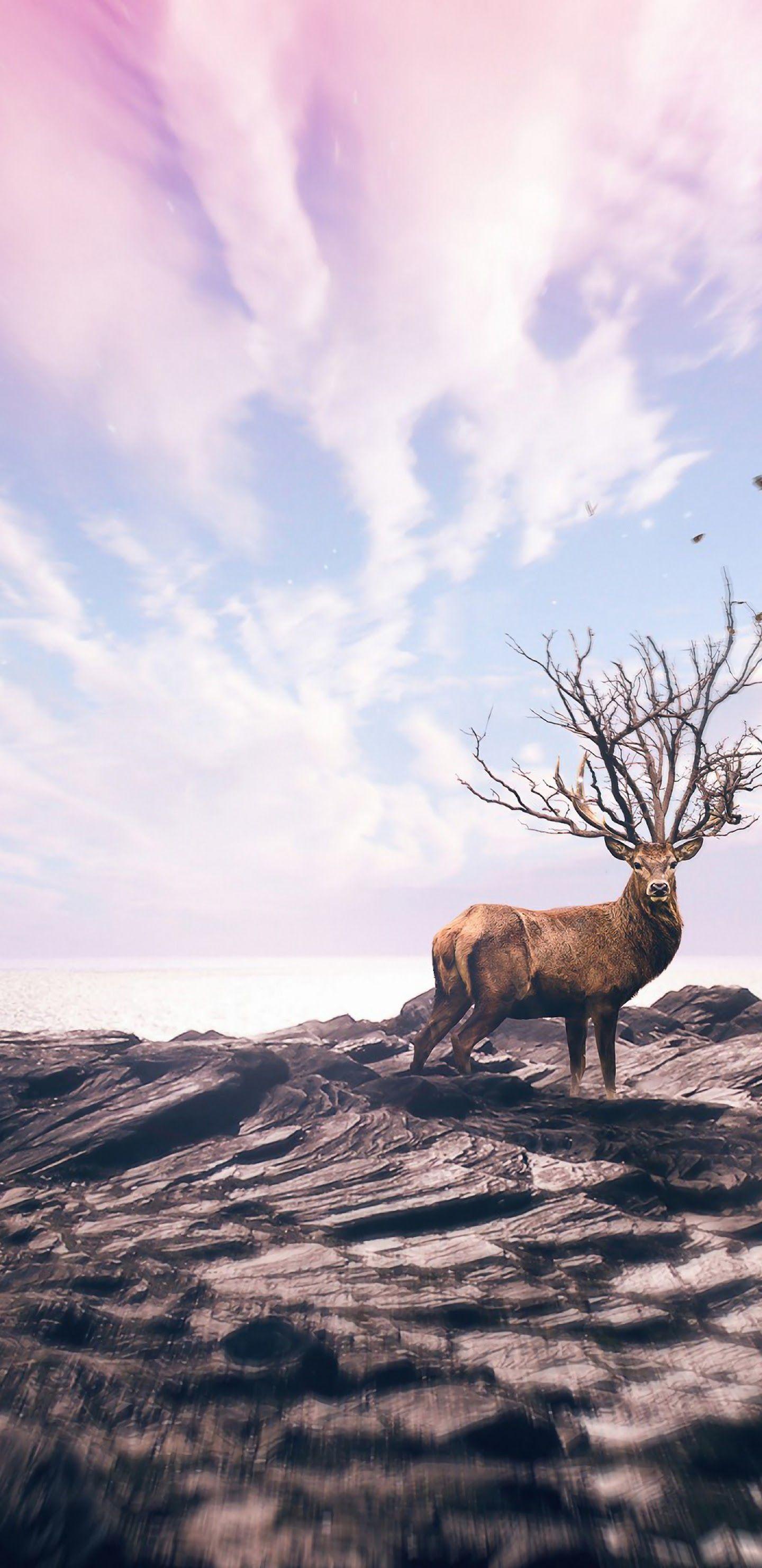 Galaxy Deer Wallpapers - Top Free Galaxy Deer Backgrounds - WallpaperAccess