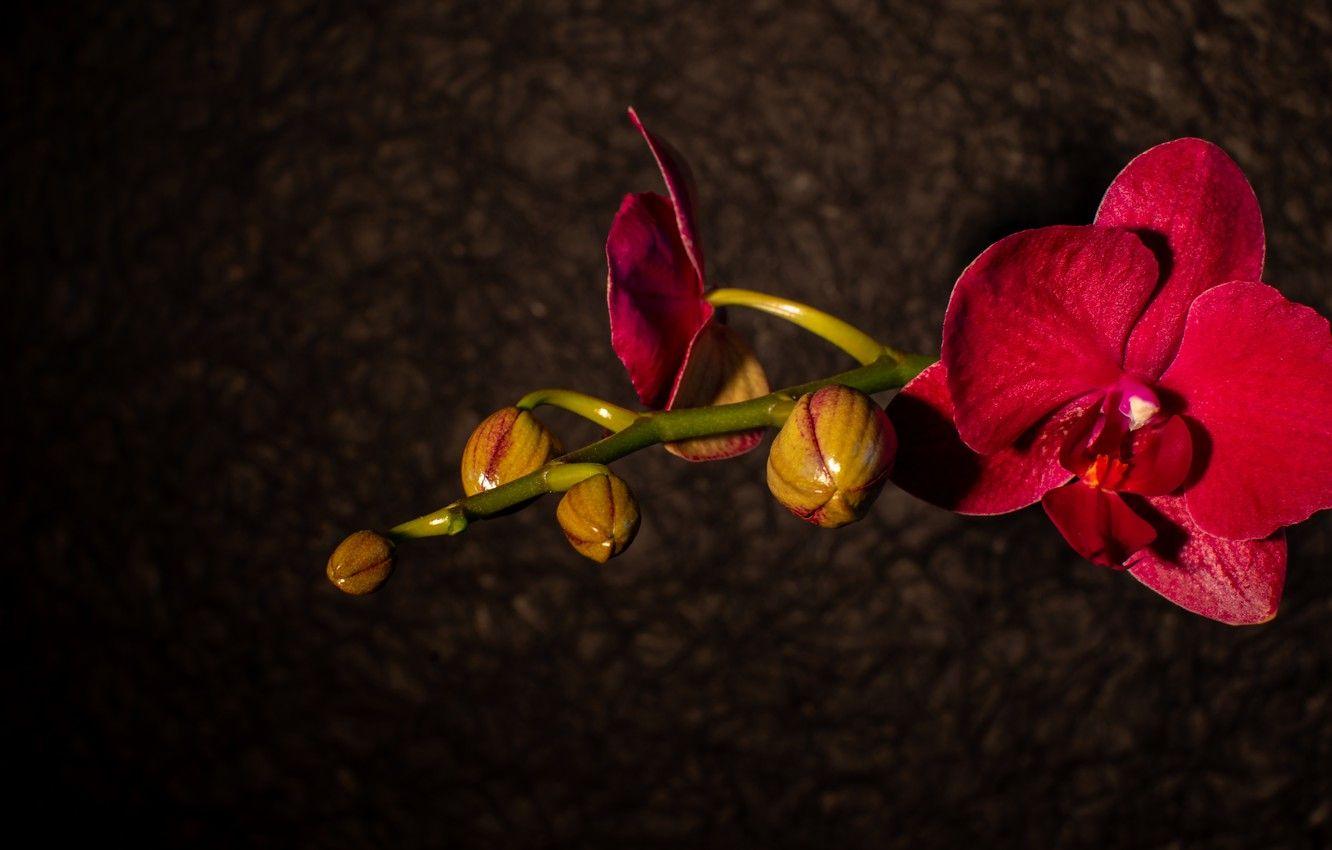 Red Orchid Wallpapers - Top Free Red Orchid Backgrounds - WallpaperAccess