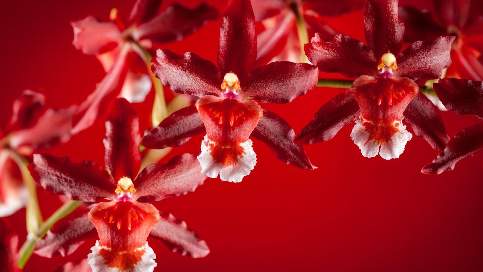 Red Orchid Wallpapers - Top Free Red Orchid Backgrounds - WallpaperAccess