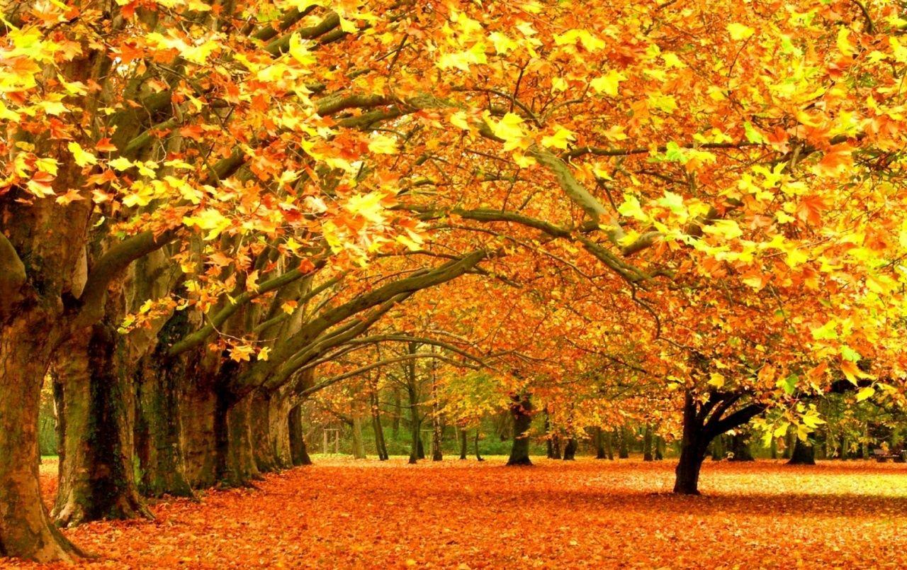 Autumn Park Wallpapers - Top Free Autumn Park Backgrounds - WallpaperAccess