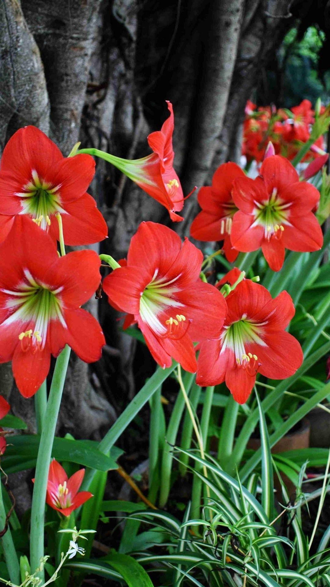 Red Orchid Wallpapers - Top Free Red Orchid Backgrounds - WallpaperAccess