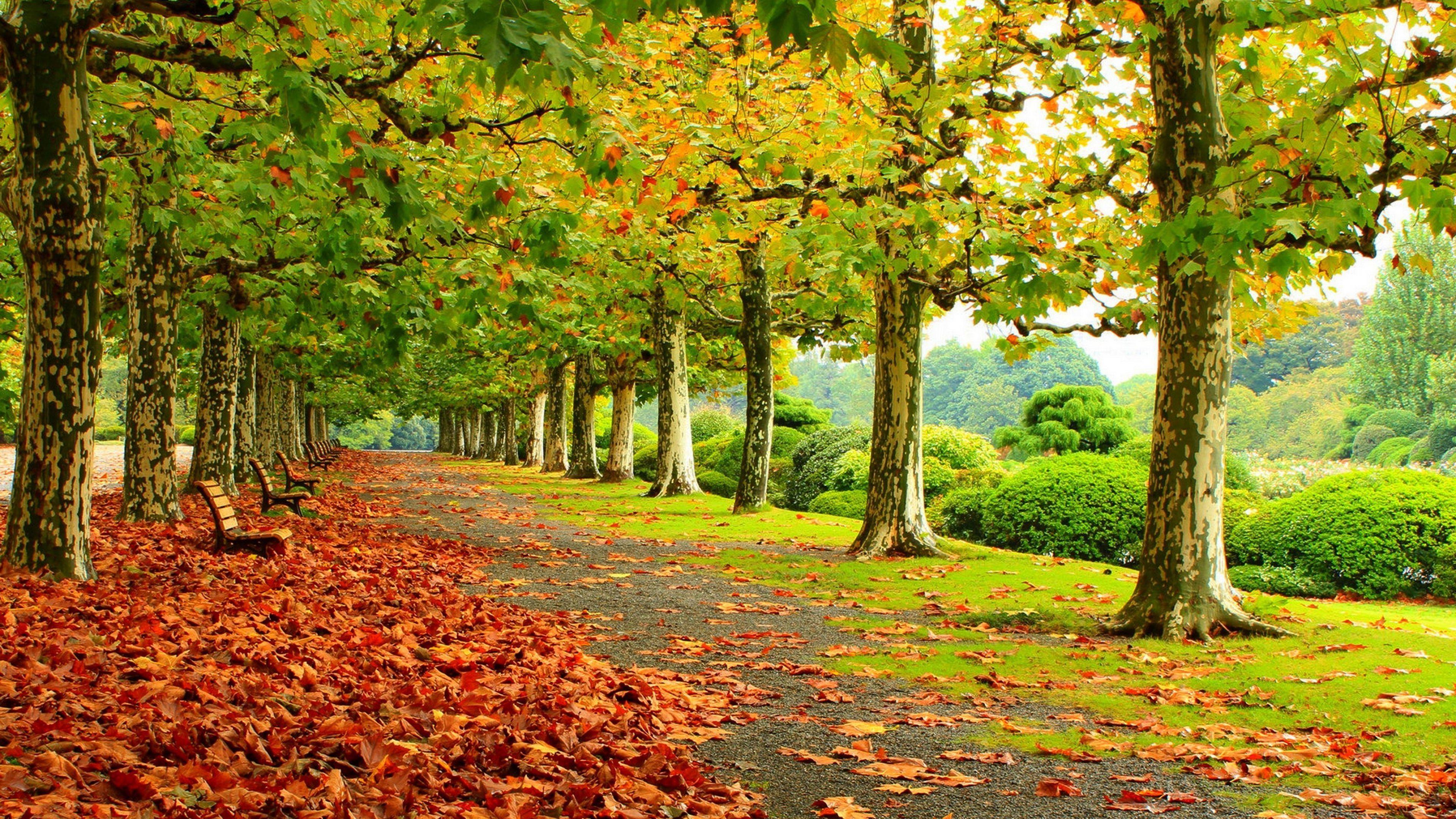 Autumn Park Wallpapers - Top Free Autumn Park Backgrounds - WallpaperAccess