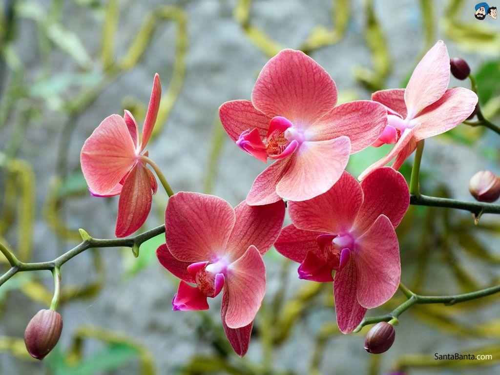 Red Orchid Wallpapers - Top Free Red Orchid Backgrounds - WallpaperAccess