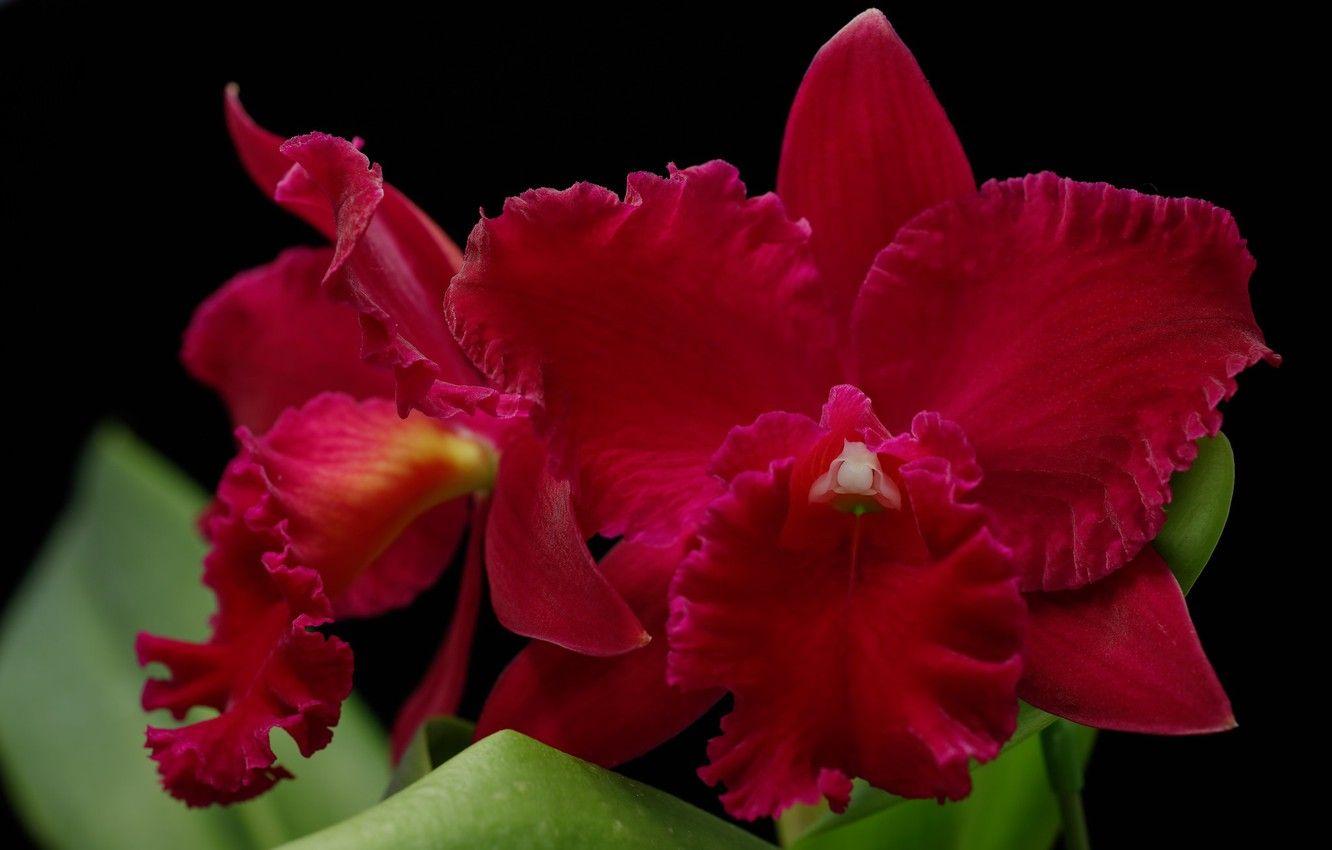 Red Orchid Wallpapers - Top Free Red Orchid Backgrounds - WallpaperAccess