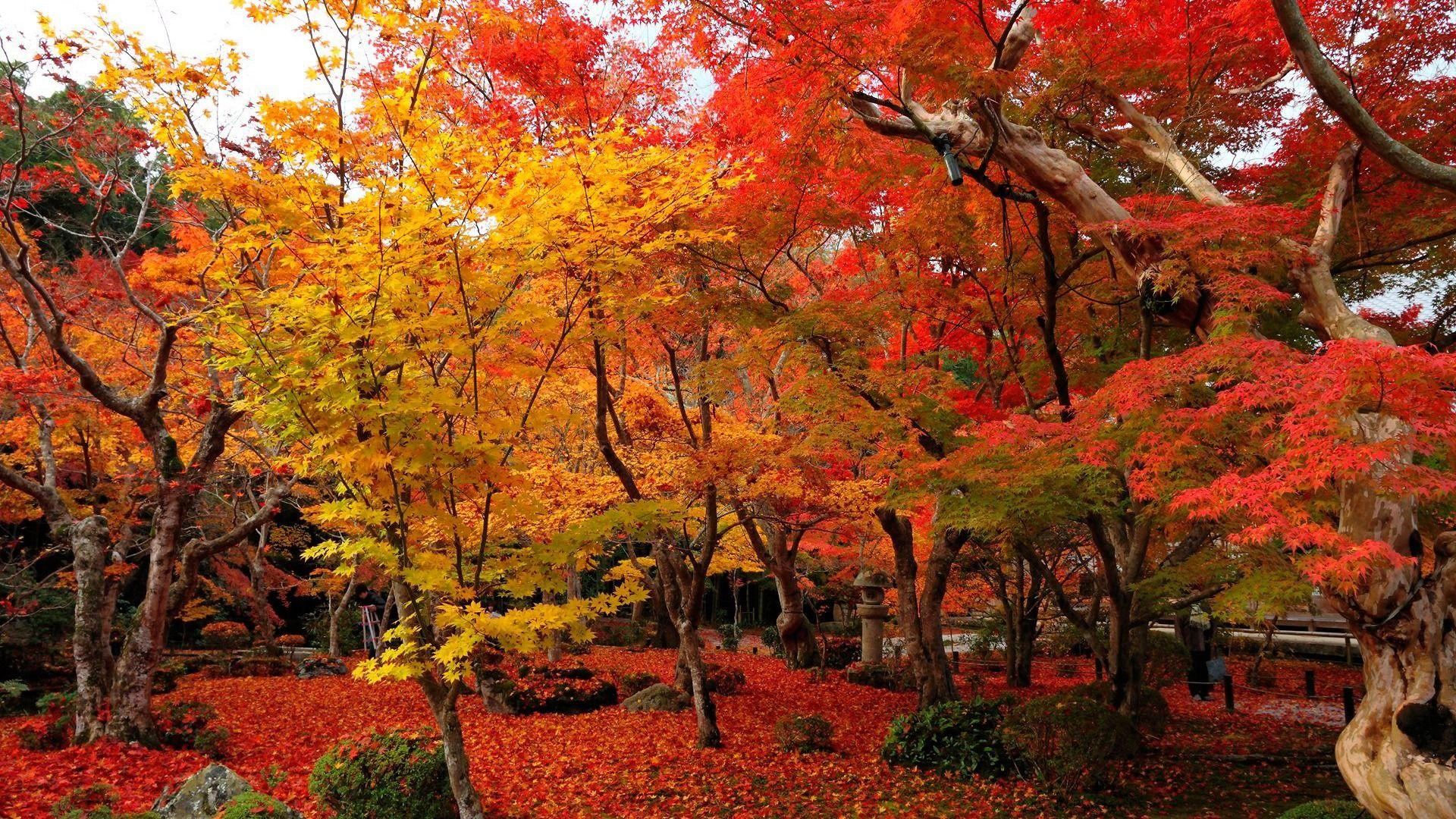 Canadian Autumn Wallpapers - Top Free Canadian Autumn Backgrounds ...