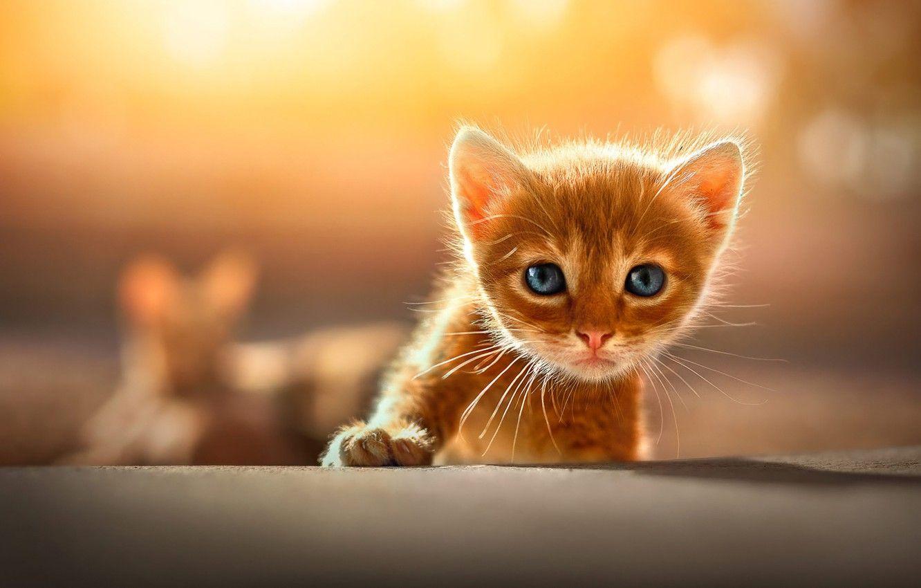 Kitten Face Wallpapers - Top Free Kitten Face Backgrounds - WallpaperAccess