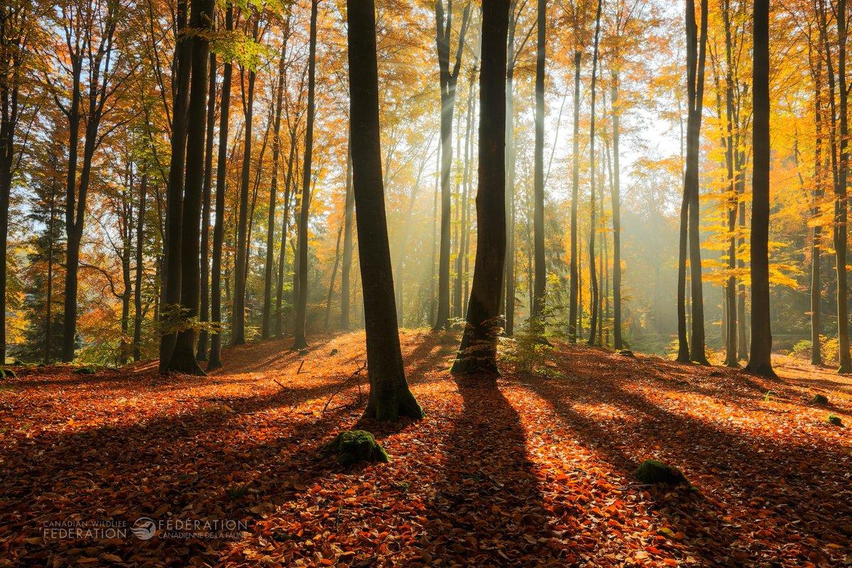 Canadian Autumn Wallpapers - Top Free Canadian Autumn Backgrounds ...