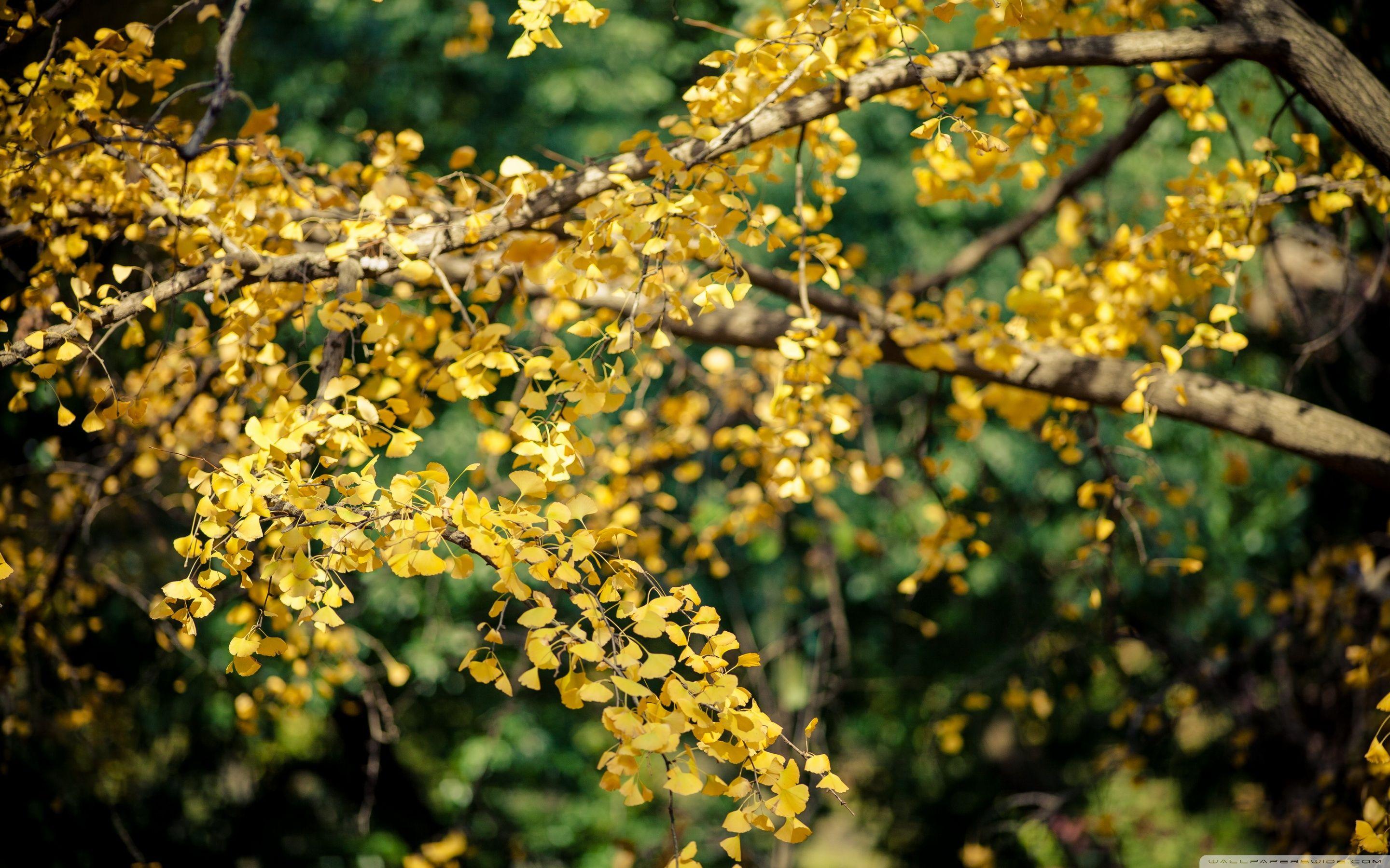 Ginkgo Tree Wallpapers - Top Free Ginkgo Tree Backgrounds - WallpaperAccess