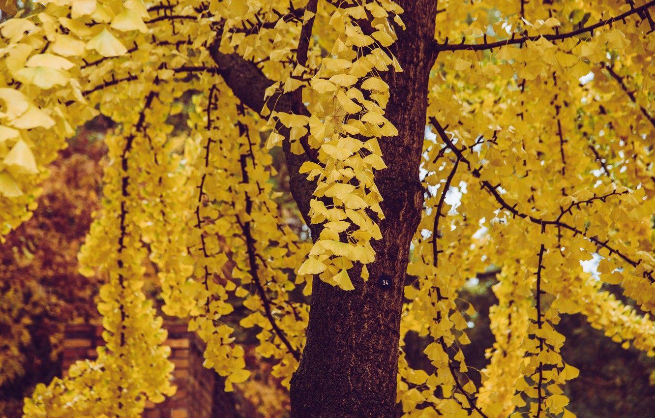Ginkgo Tree Wallpapers - Top Free Ginkgo Tree Backgrounds - WallpaperAccess