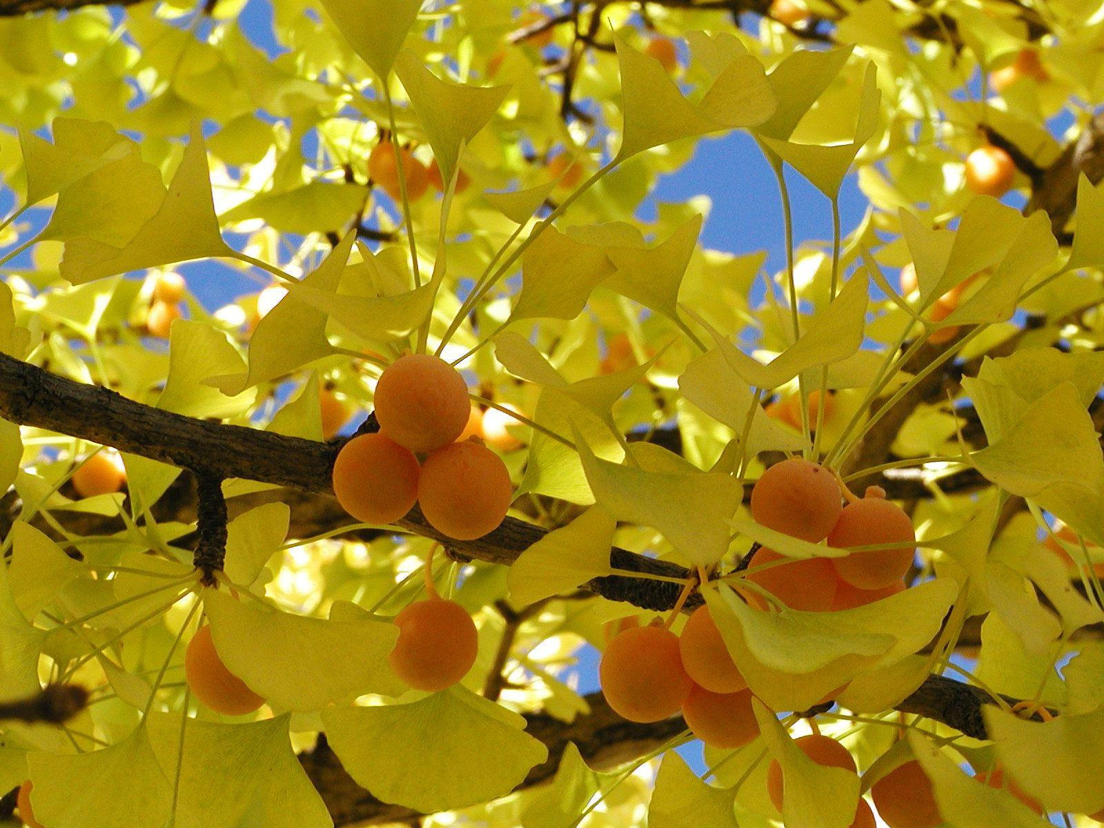 Ginkgo Tree Wallpapers - Top Free Ginkgo Tree Backgrounds - WallpaperAccess