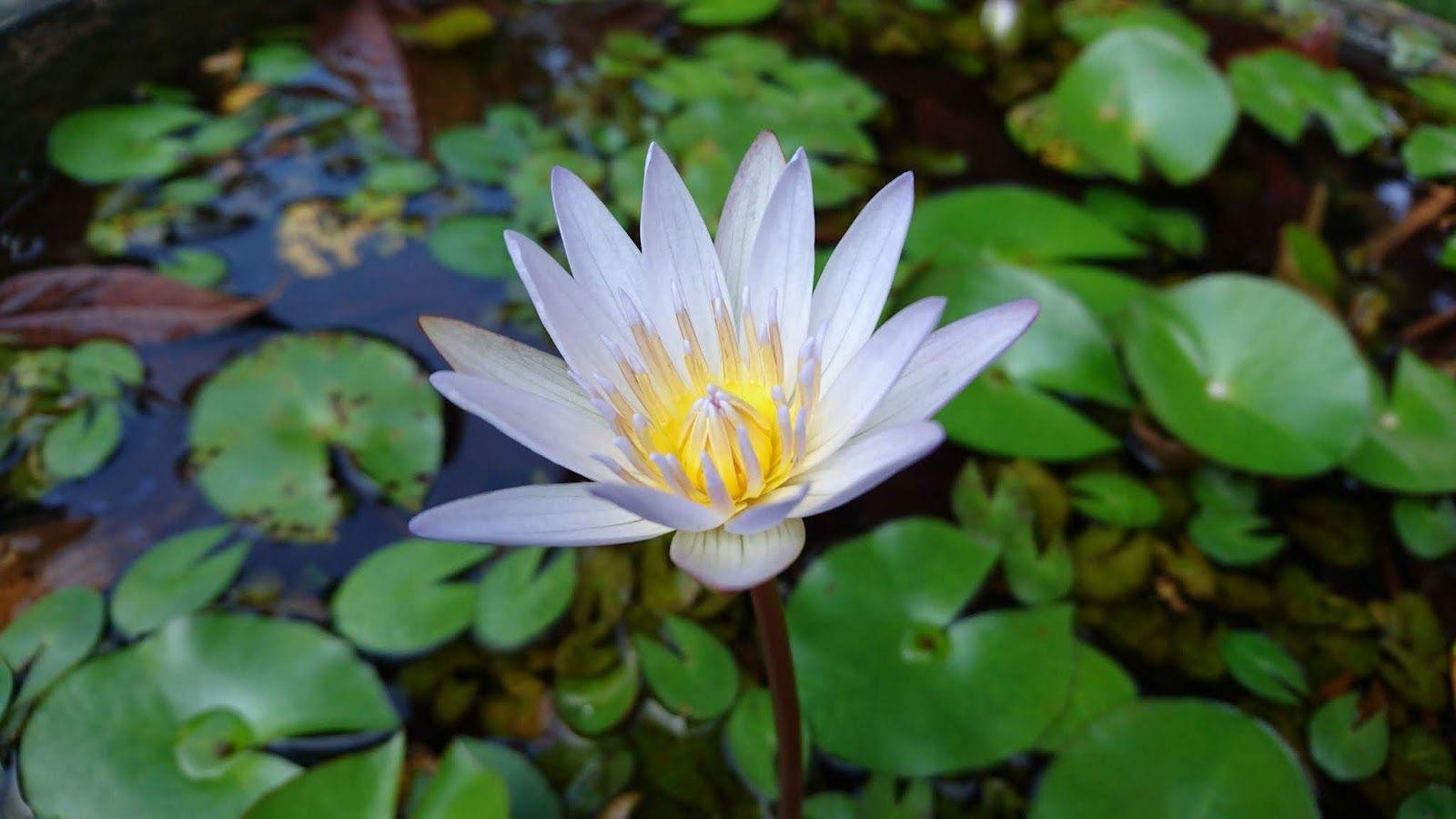 Old Nokia Wallpapers - Top Free Old Nokia Backgrounds - WallpaperAccess