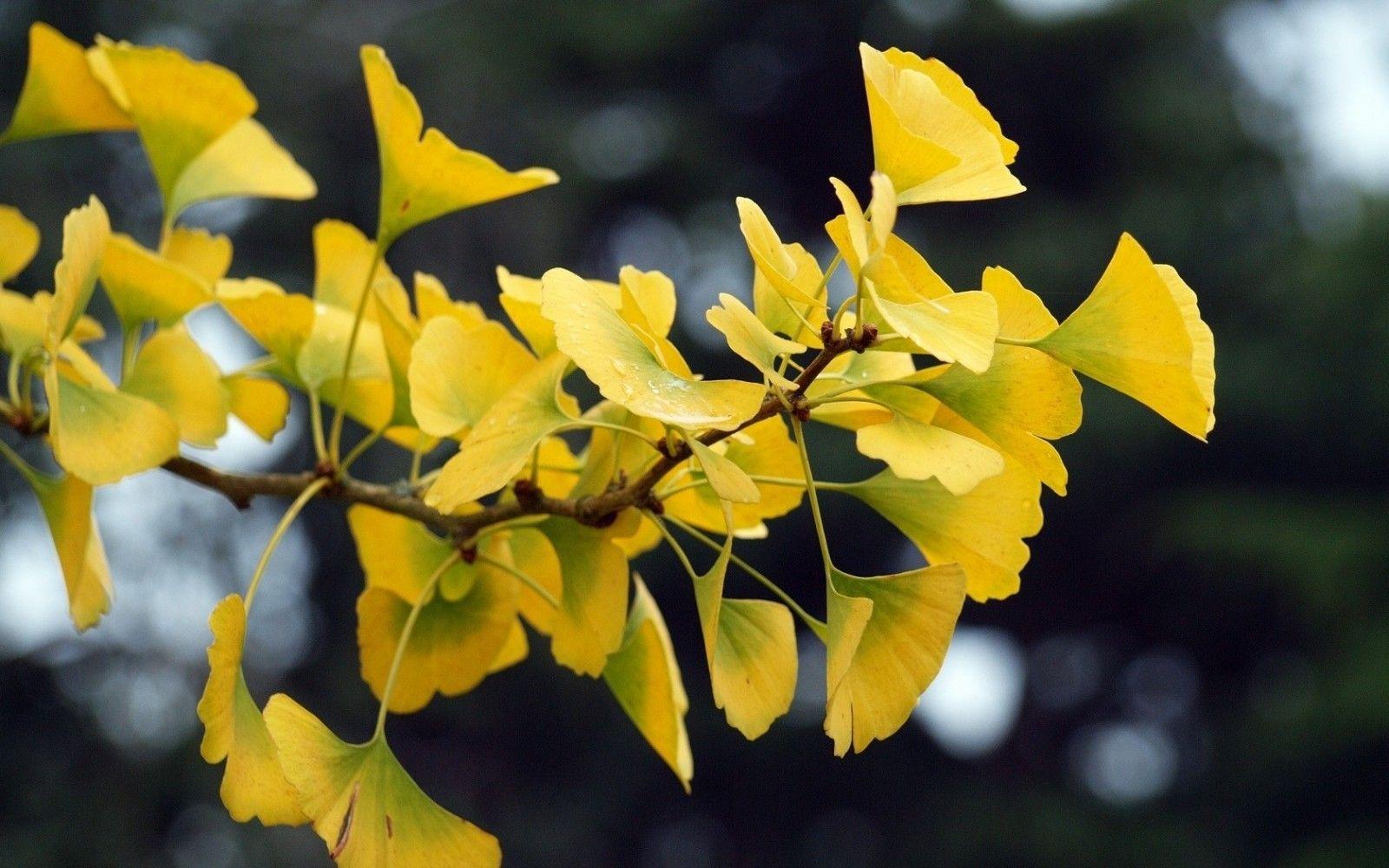 Ginkgo Tree Wallpapers - Top Free Ginkgo Tree Backgrounds - WallpaperAccess