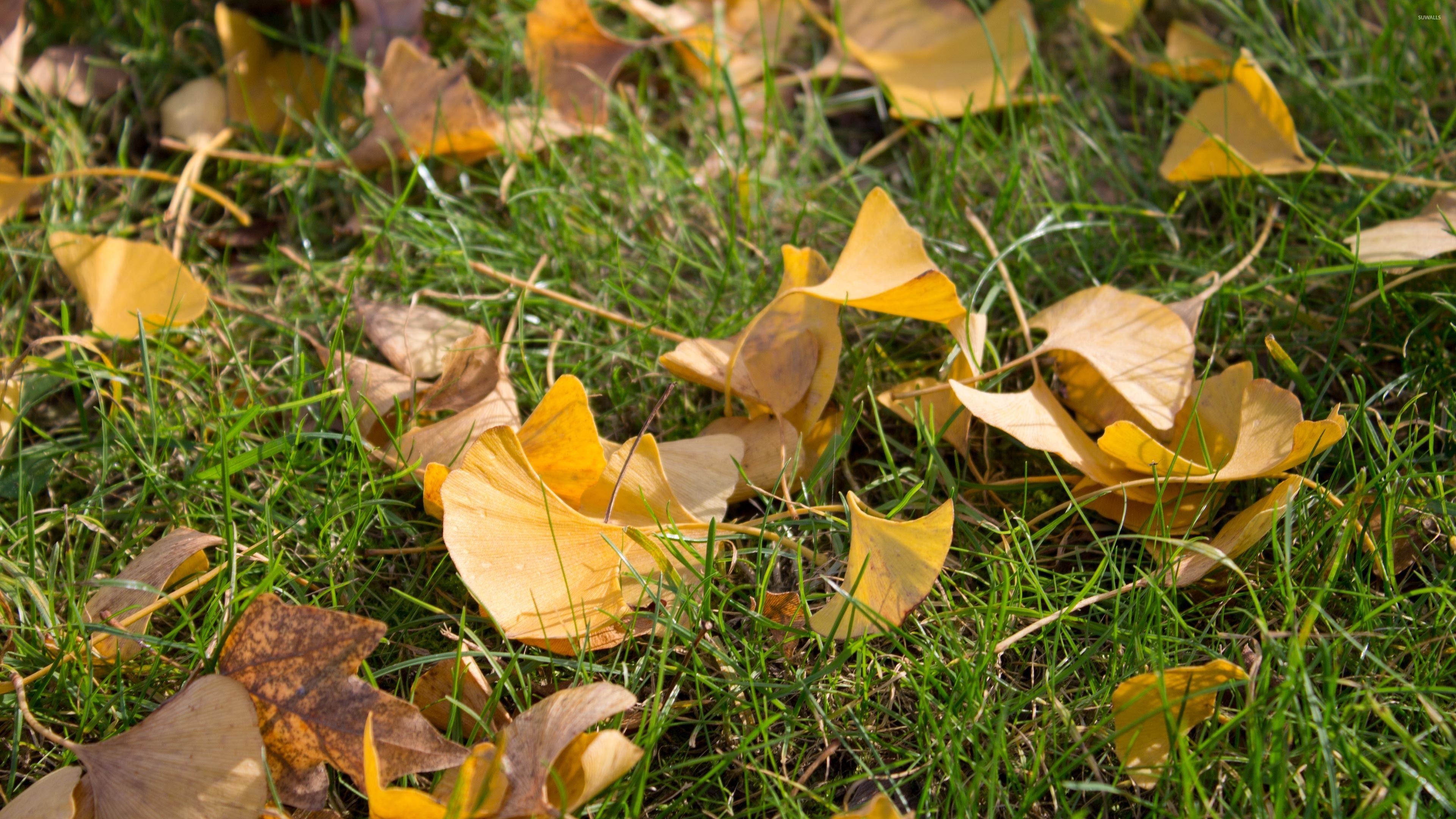 Ginkgo Tree Wallpapers - Top Free Ginkgo Tree Backgrounds - WallpaperAccess