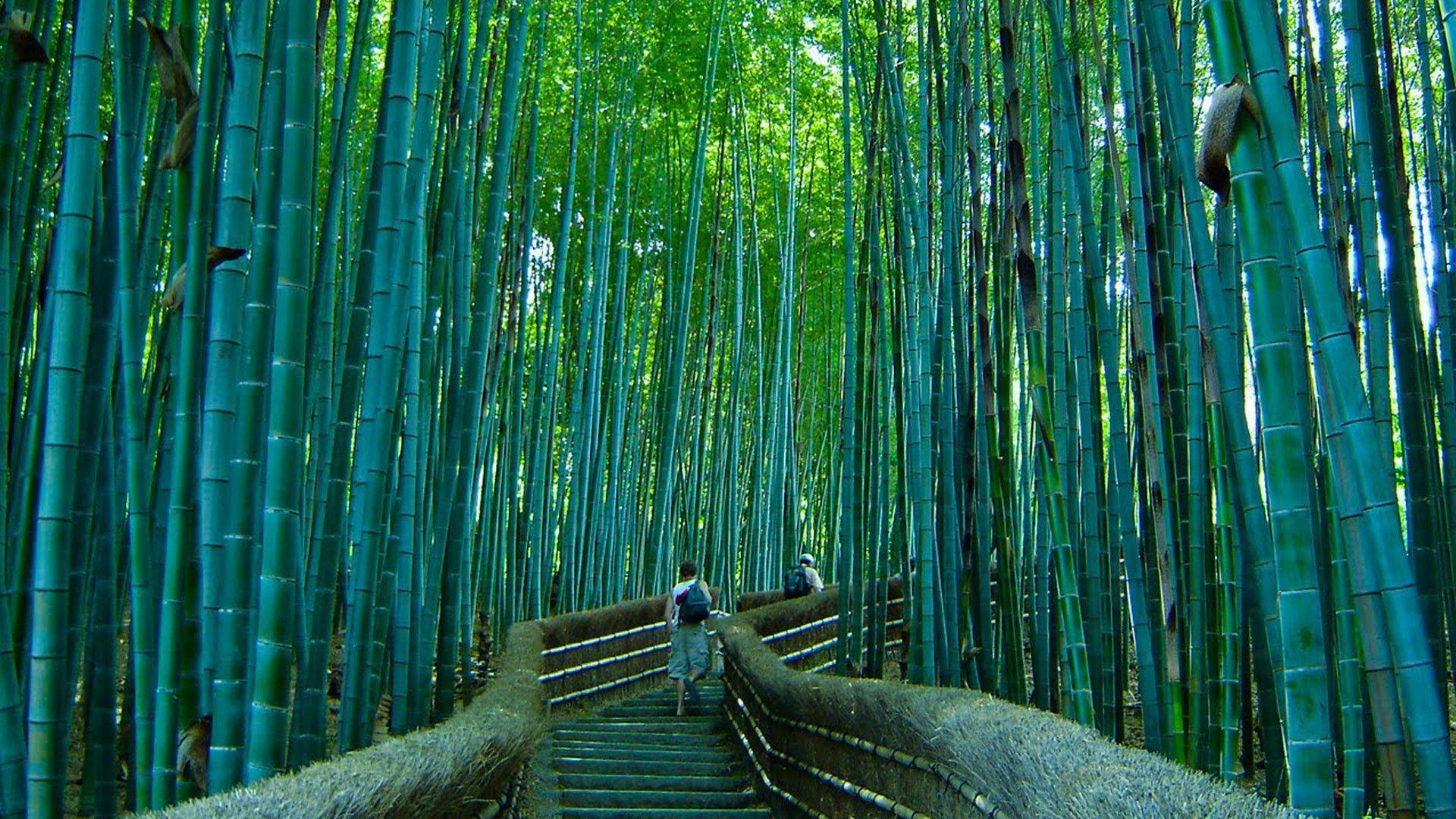 Japanese Bamboo Wallpapers - Top Free Japanese Bamboo Backgrounds ...