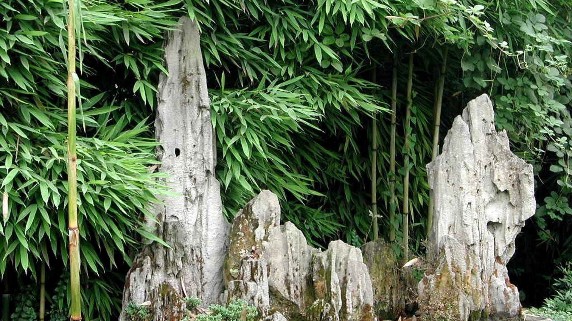 Japanese Bamboo Wallpapers - Top Free Japanese Bamboo Backgrounds ...
