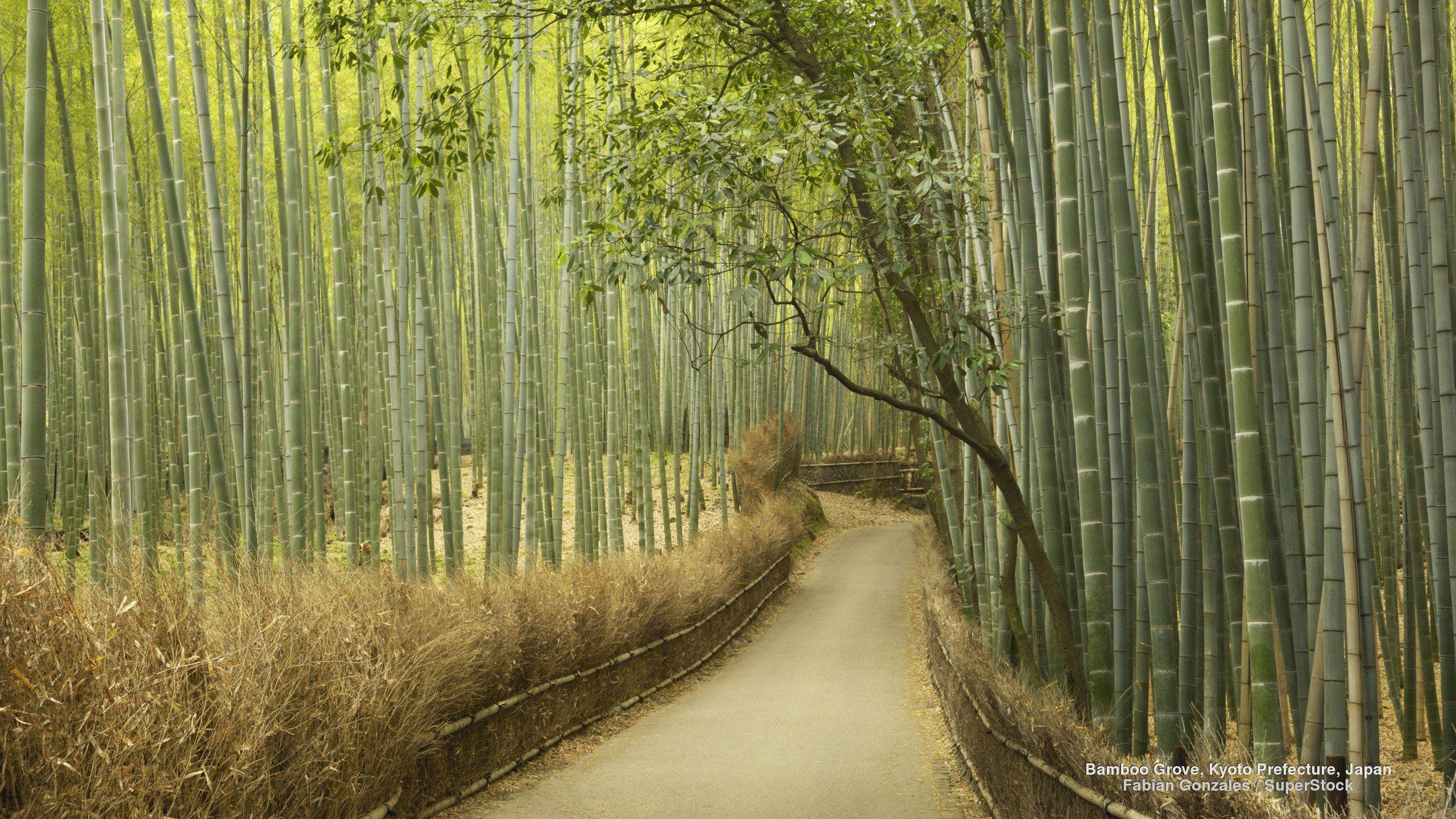 Japanese Bamboo Wallpapers - Top Free Japanese Bamboo Backgrounds ...