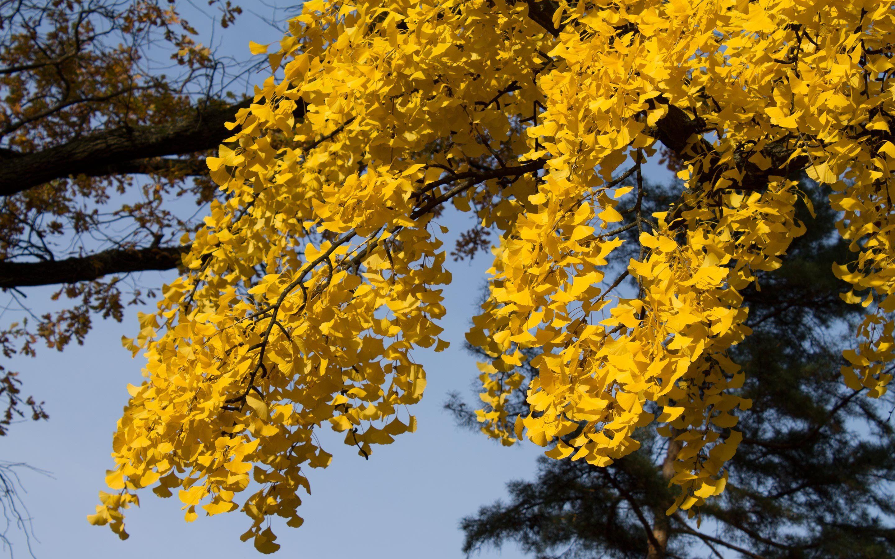 Ginkgo Tree Wallpapers - Top Free Ginkgo Tree Backgrounds - WallpaperAccess