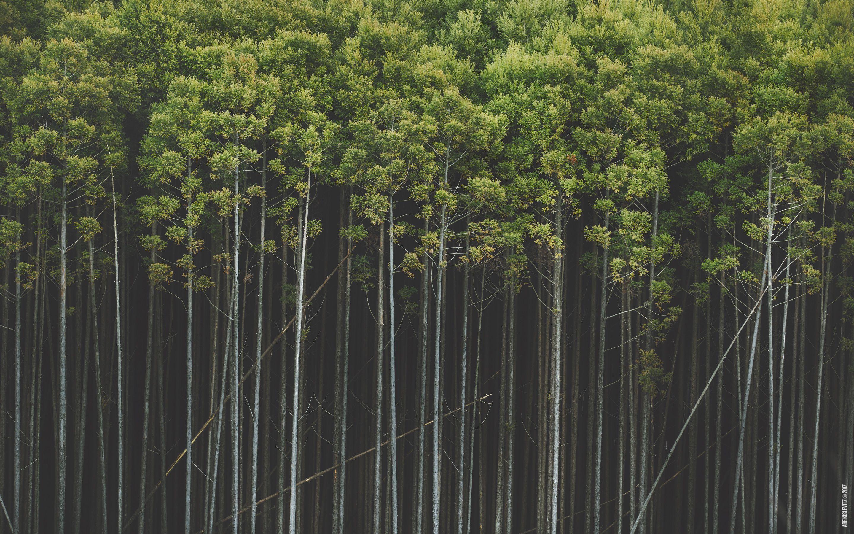 Japanese Bamboo Wallpapers - Top Free Japanese Bamboo Backgrounds ...