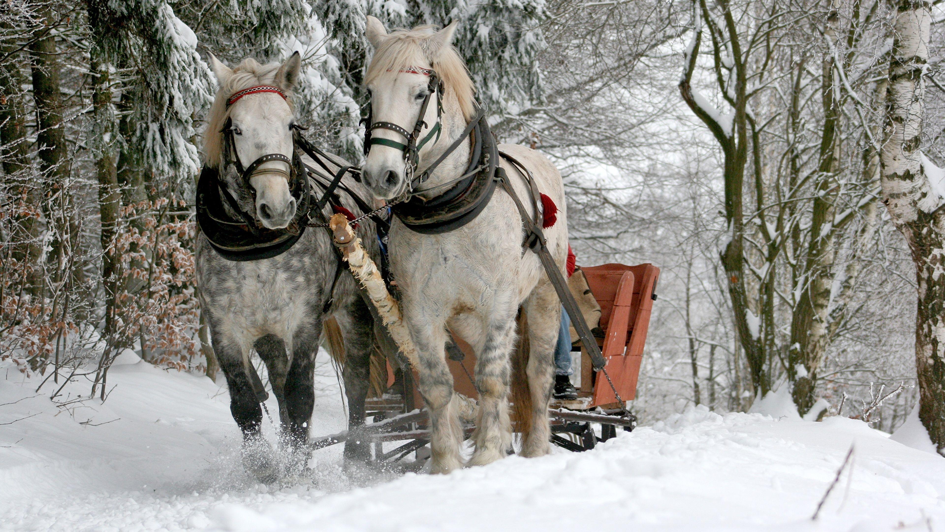 Winter Horse Desktop Wallpapers - Top Free Winter Horse Desktop ...