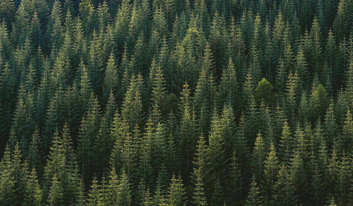 Pine Tree Forest Wallpapers - Top Free Pine Tree Forest Backgrounds ...