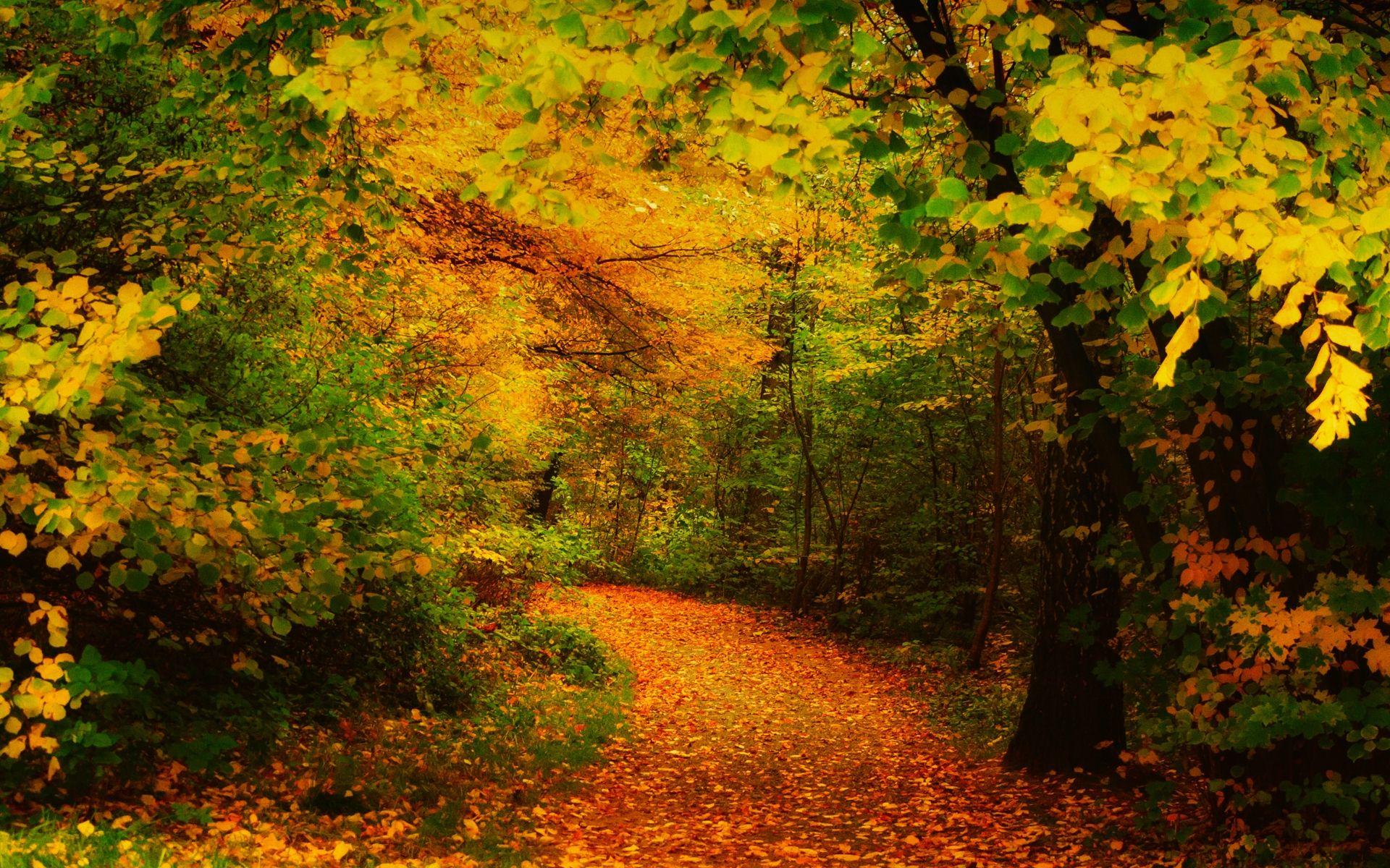 Autumn Trail Wallpapers - Top Free Autumn Trail Backgrounds ...