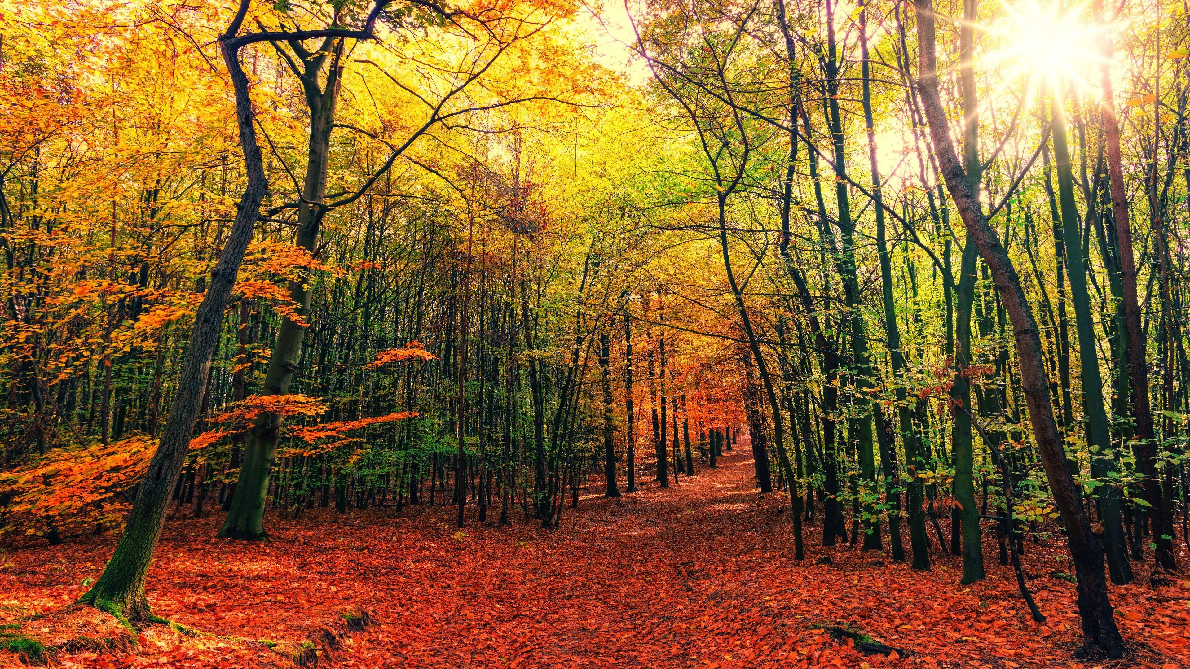 Autumn Trail Wallpapers - Top Free Autumn Trail Backgrounds ...