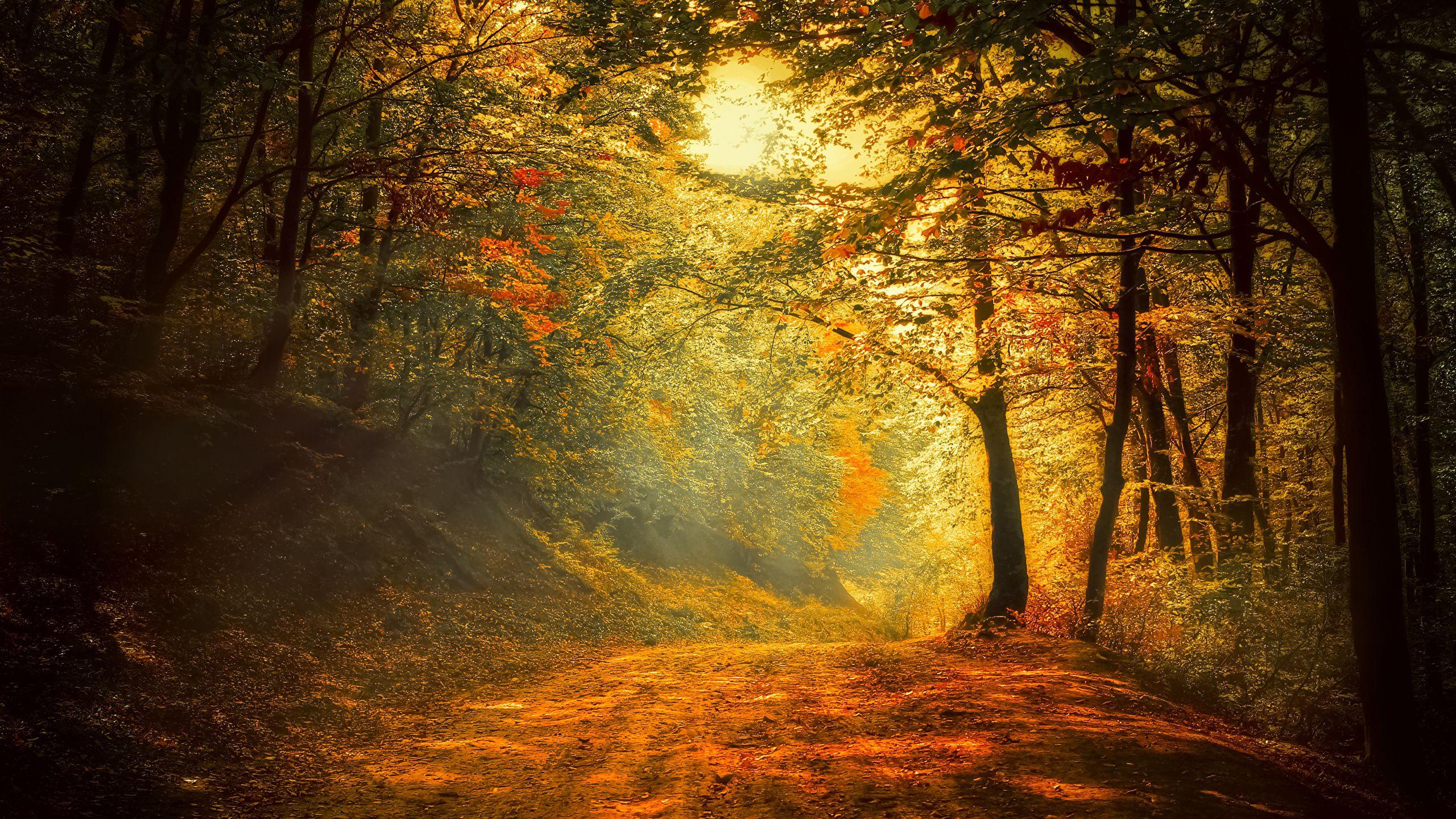 Autumn Trail Wallpapers - Top Free Autumn Trail Backgrounds ...