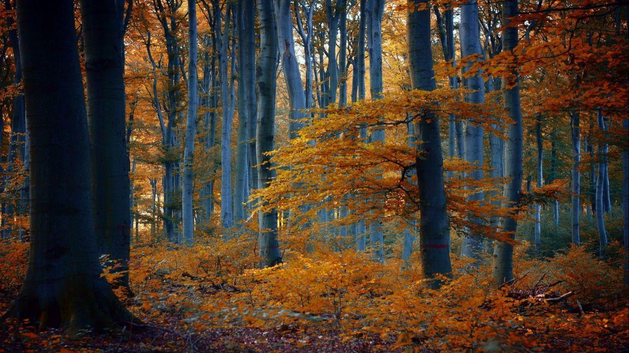 Autumn Trail Wallpapers - Top Free Autumn Trail Backgrounds ...
