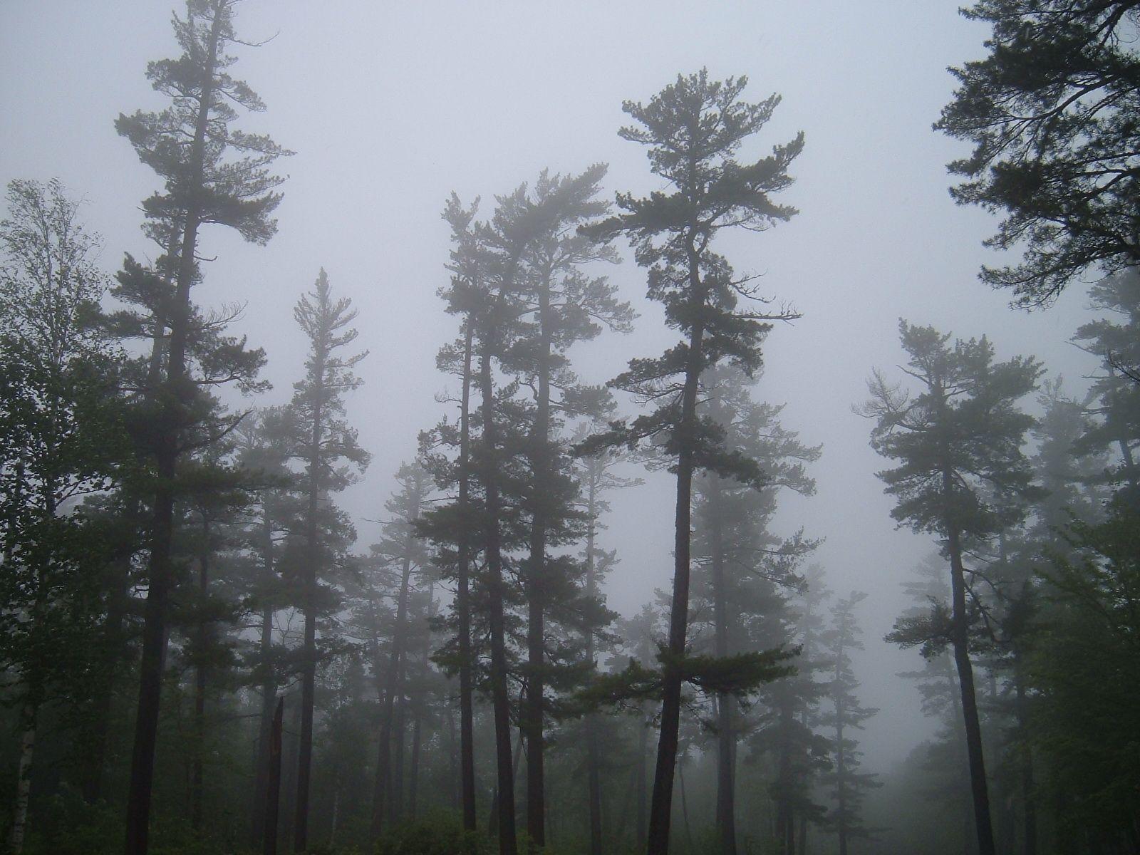Pine Tree Forest Wallpapers - Top Free Pine Tree Forest Backgrounds ...