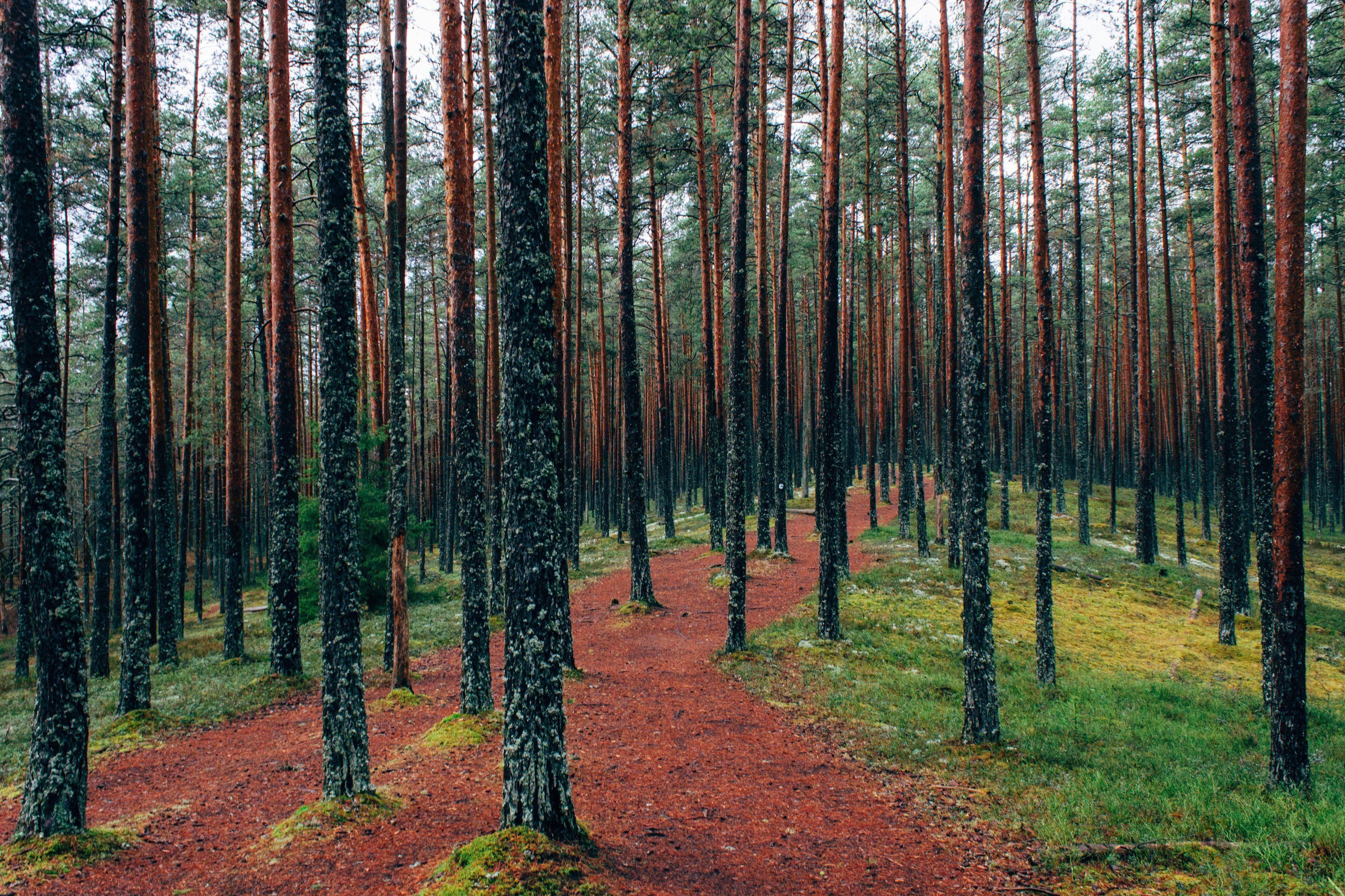 4K Pine Wallpapers - Top Free 4K Pine Backgrounds - WallpaperAccess
