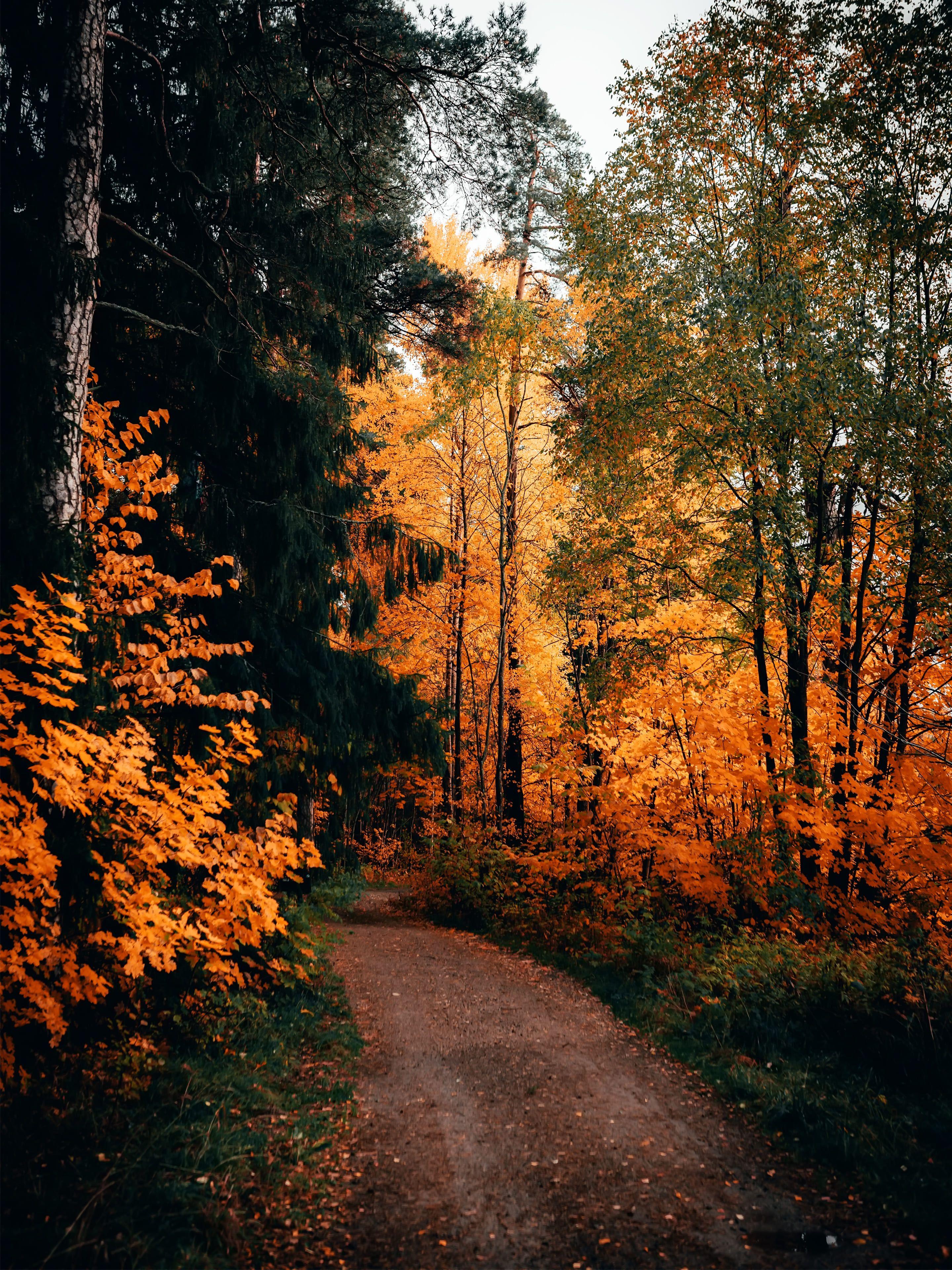 Autumn Trail Wallpapers - Top Free Autumn Trail Backgrounds ...