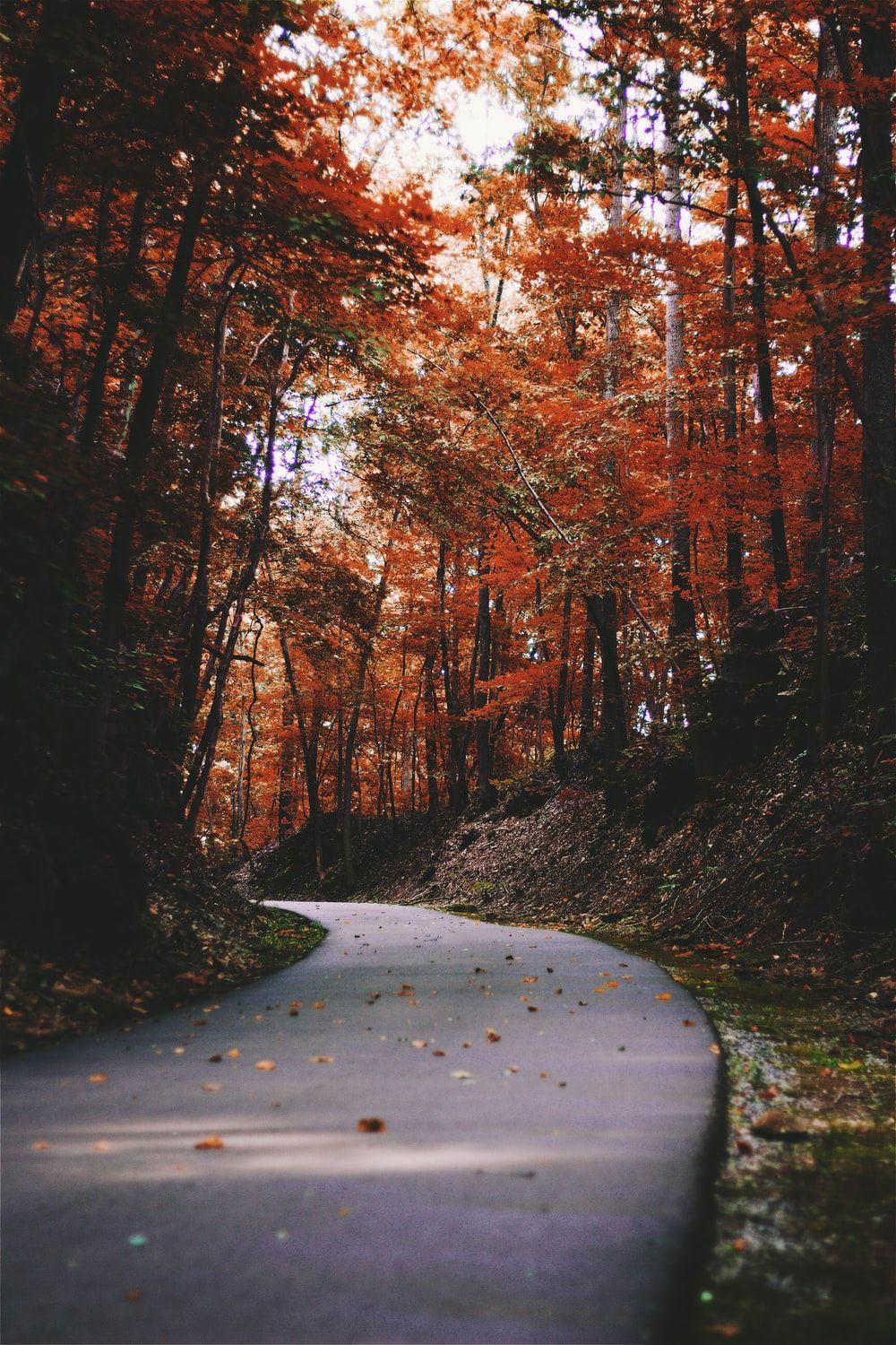 Autumn Trail Wallpapers - Top Free Autumn Trail Backgrounds ...