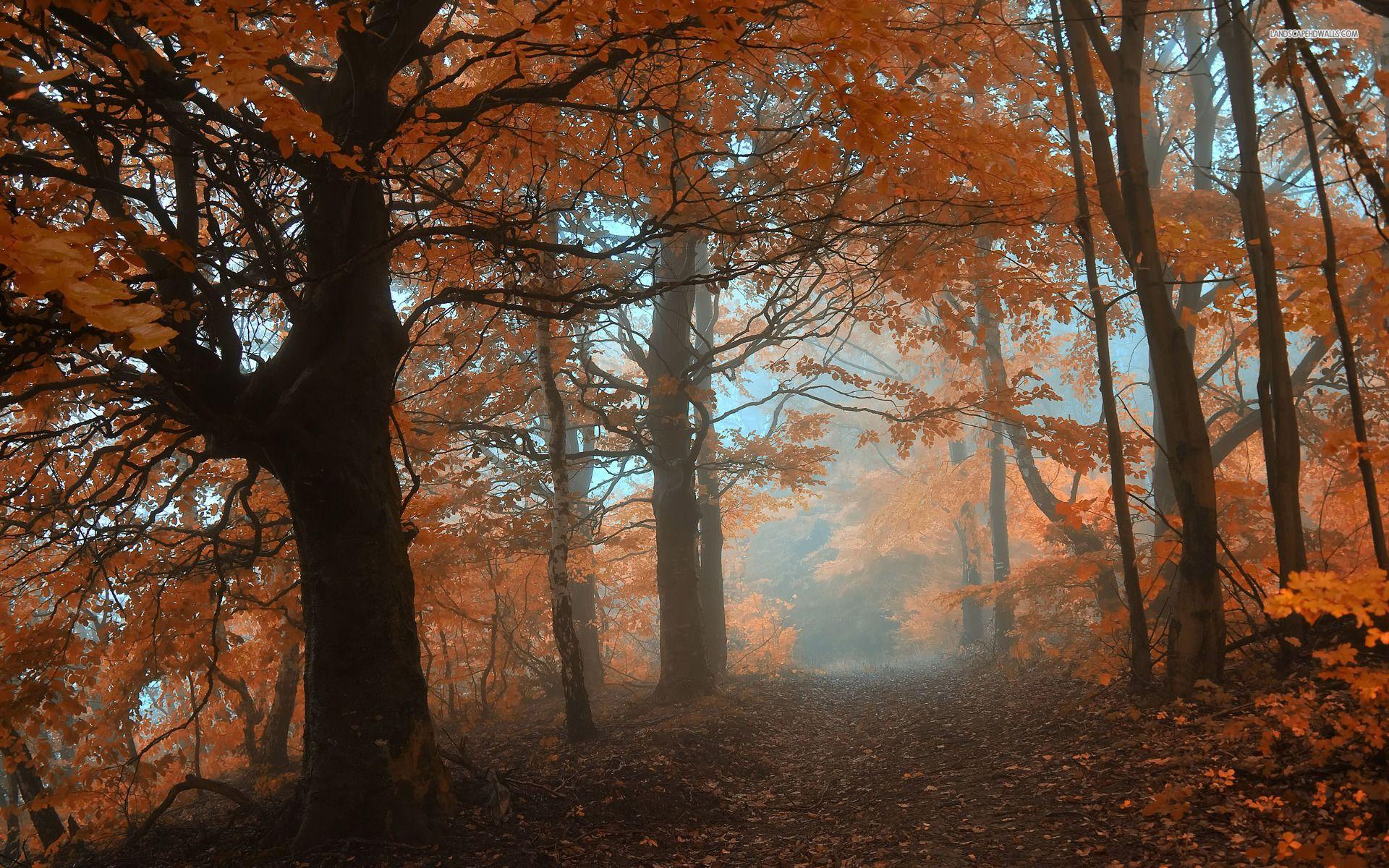 Autumn Trail Wallpapers - Top Free Autumn Trail Backgrounds ...