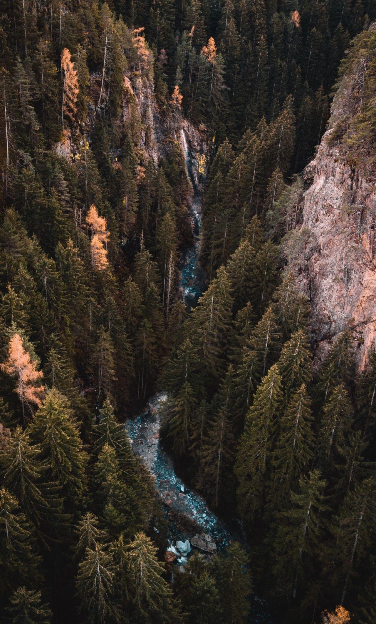 Pine Tree Forest Wallpapers - Top Free Pine Tree Forest Backgrounds ...