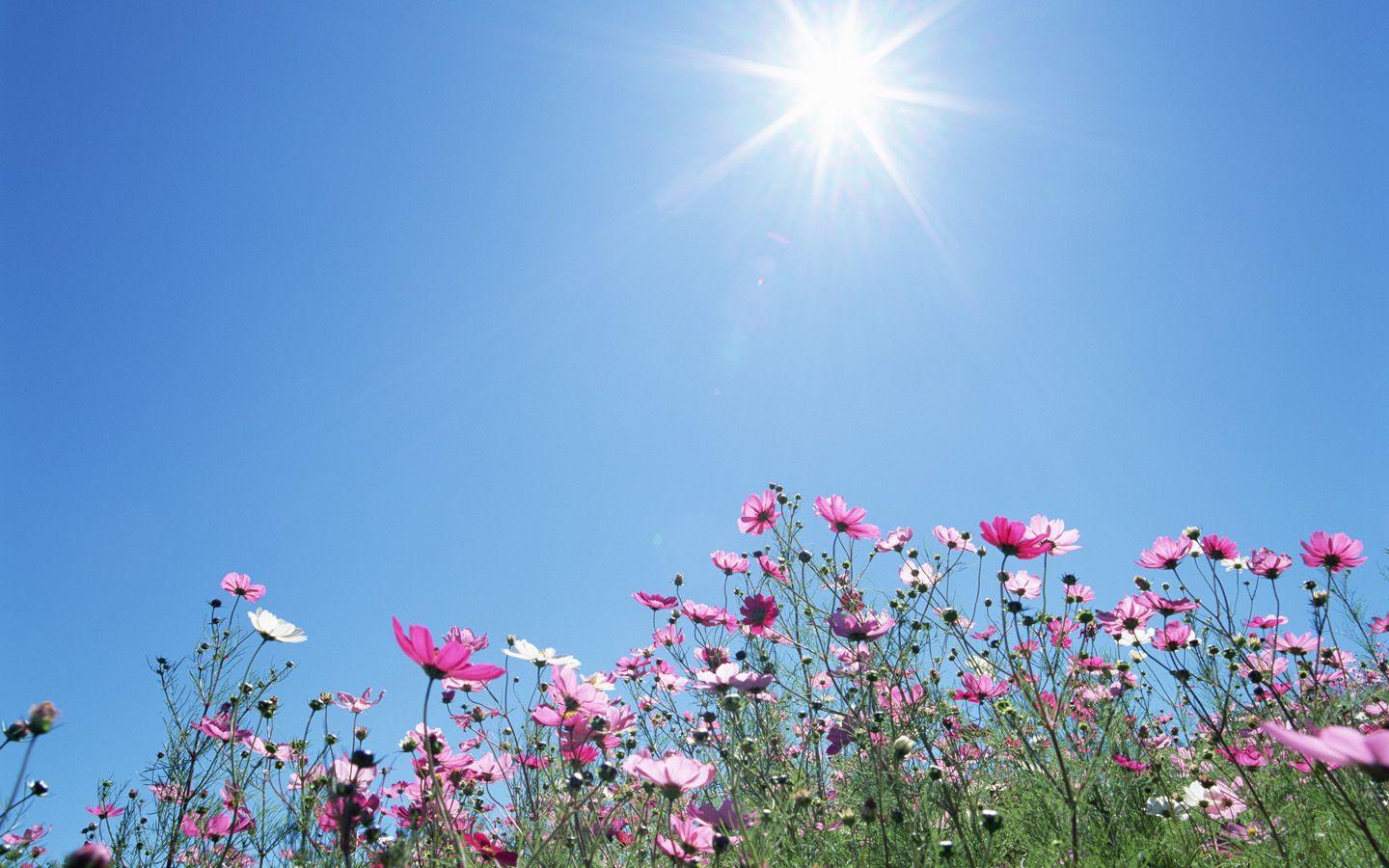 Flower Sunshine Wallpapers - Top Free Flower Sunshine Backgrounds ...