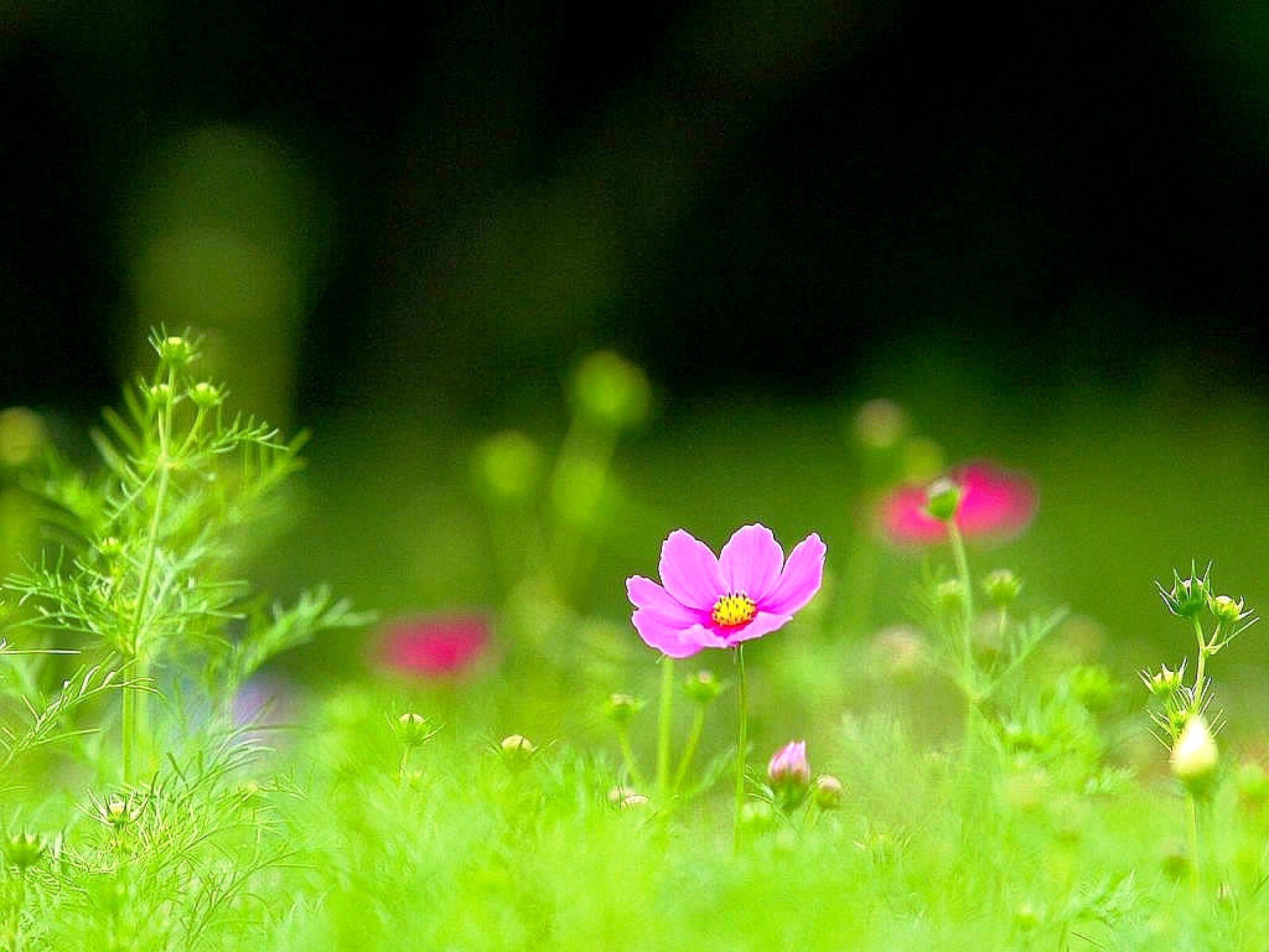 Beautiful Green Wallpapers - Top Free Beautiful Green Backgrounds ...