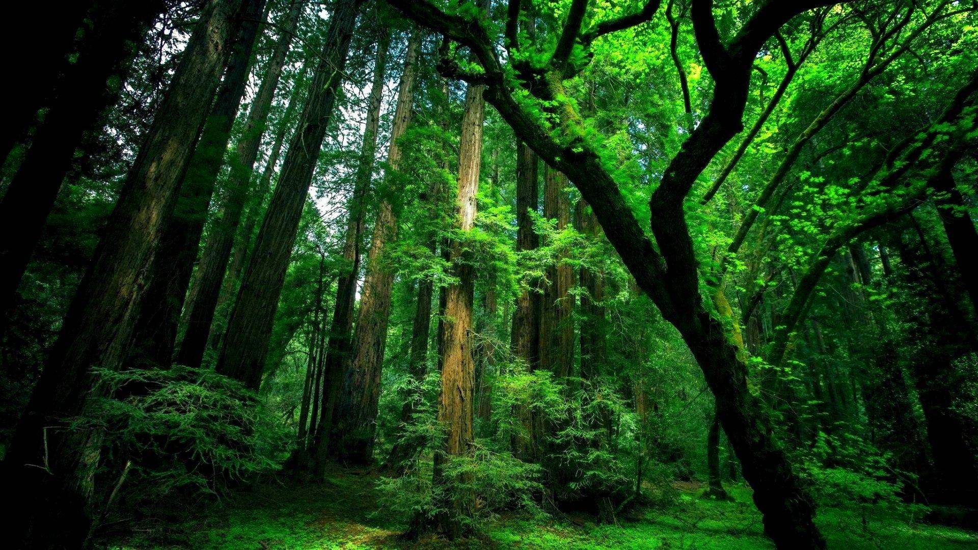 Beautiful Green Wallpapers - Top Free Beautiful Green Backgrounds ...