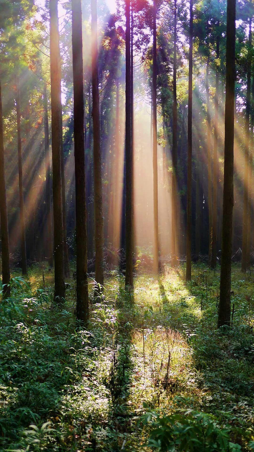 Beautiful Forest Phone Wallpapers - Top Free Beautiful Forest Phone ...