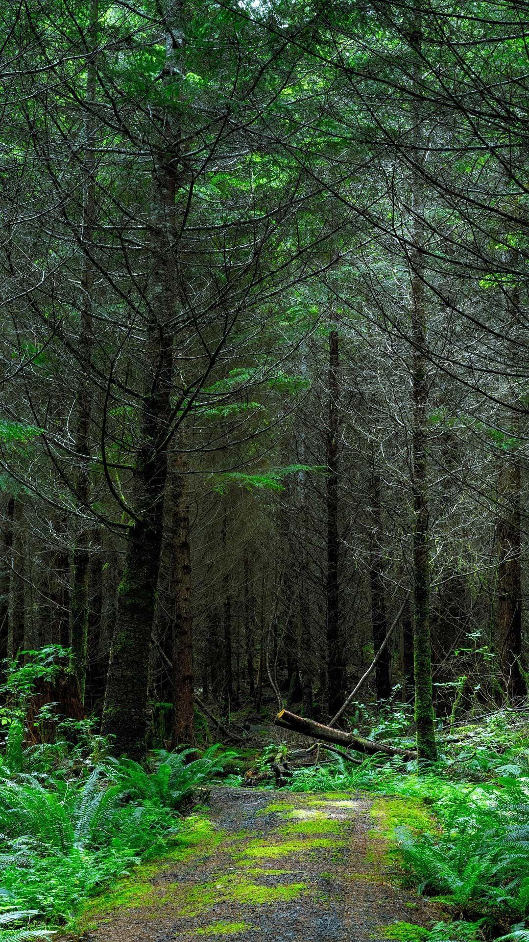 Beautiful Forest Phone Wallpapers - Top Free Beautiful Forest Phone ...