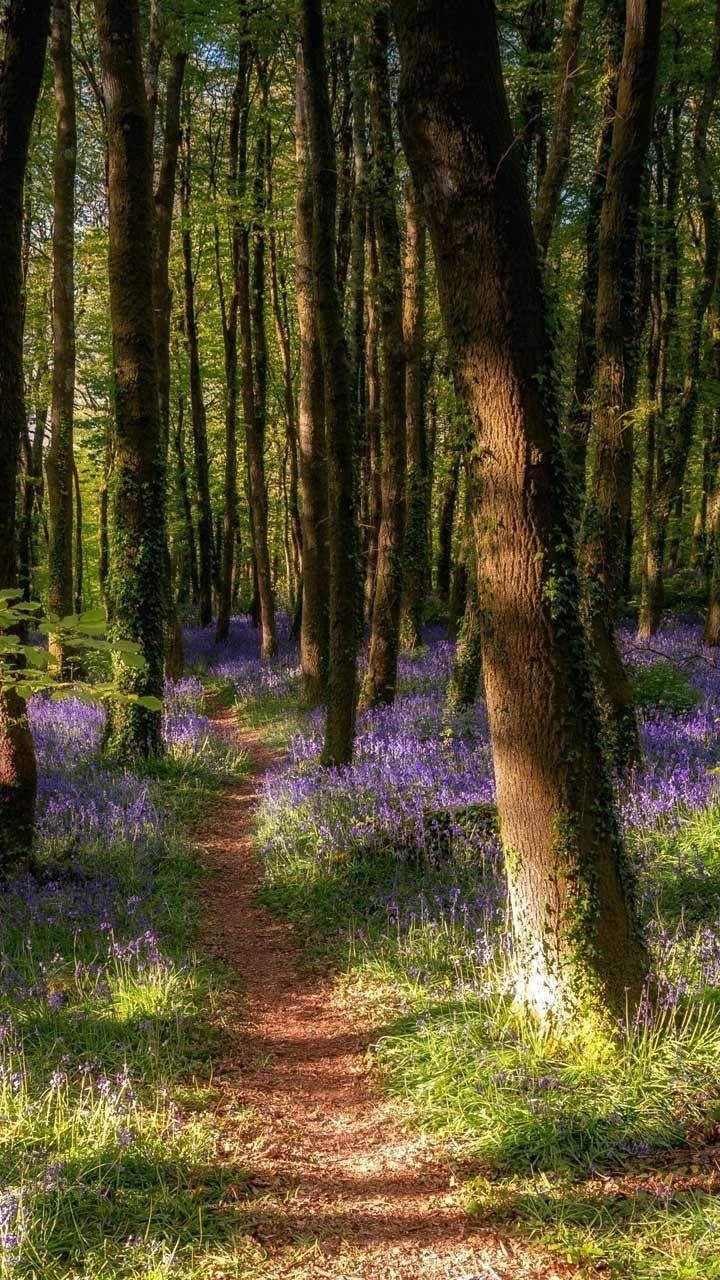 Beautiful Forest Phone Wallpapers - Top Free Beautiful Forest Phone ...