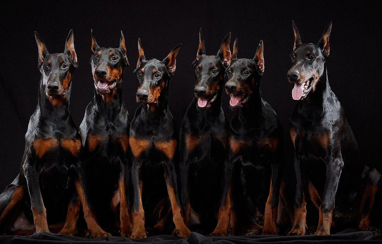 HD Doberman Wallpapers - Top Free HD Doberman Backgrounds - WallpaperAccess