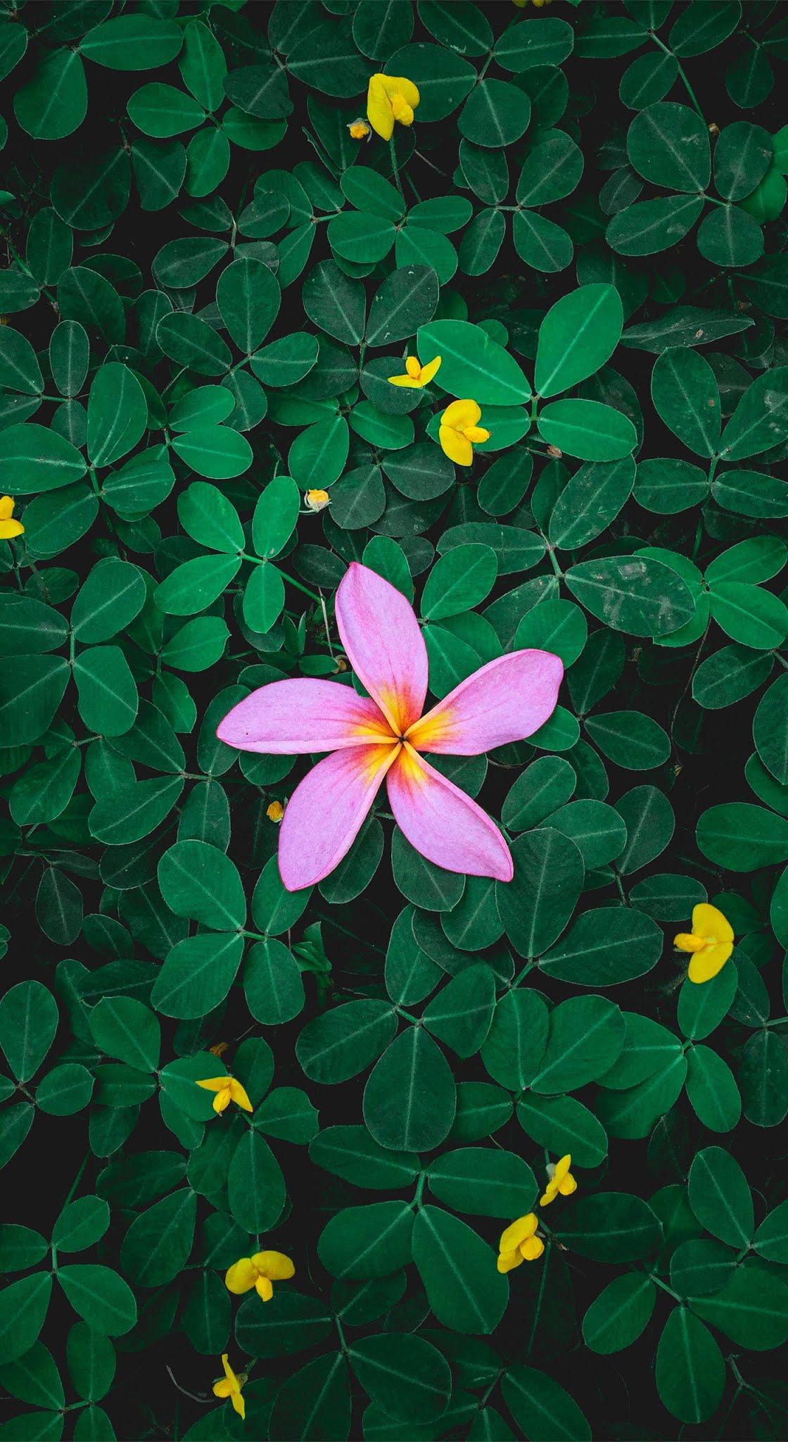 Demon Slayer Flower Wallpapers - Top Free Demon Slayer Flower ...