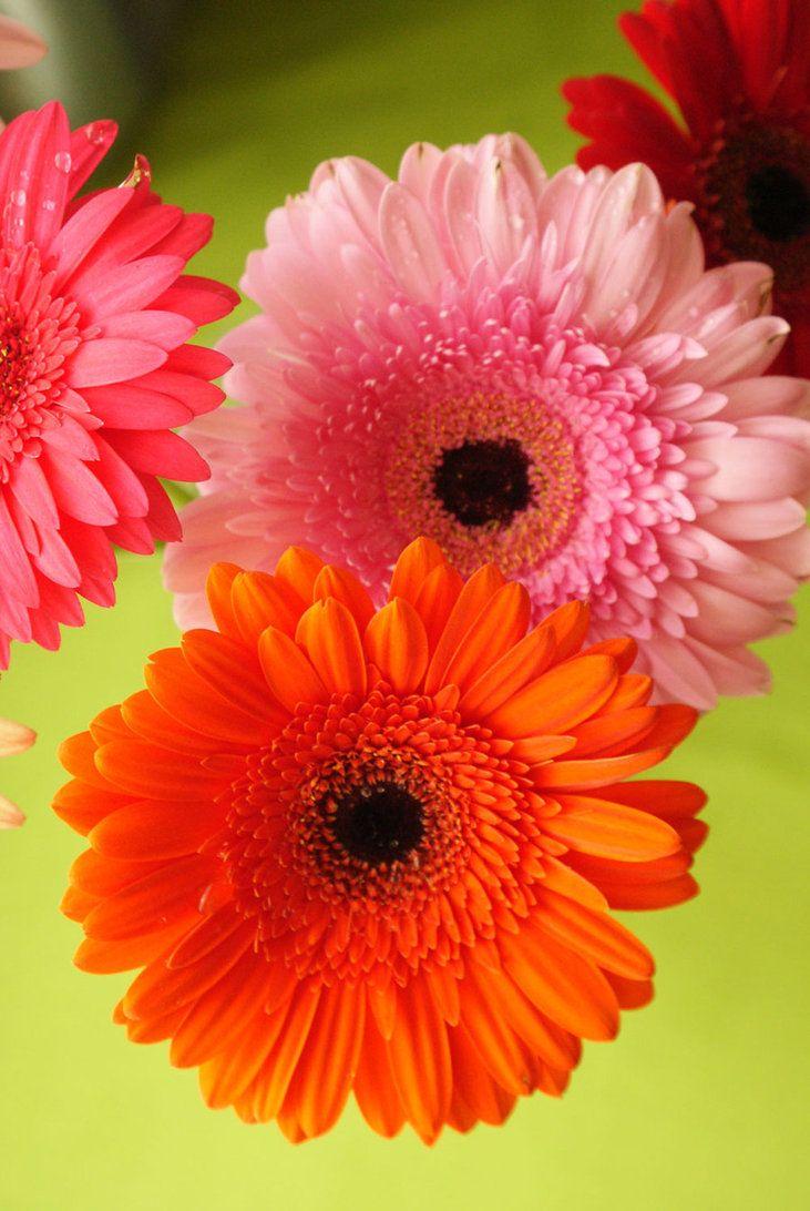 Flower Mobile Wallpapers - Top Free Flower Mobile Backgrounds ...