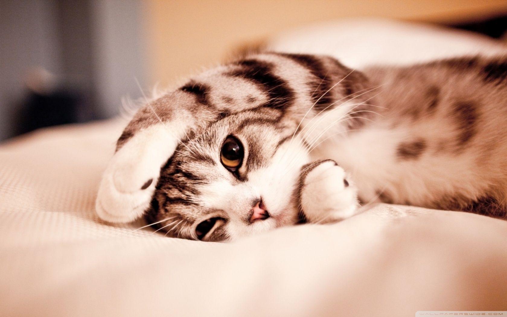 Sad Cute Cats Wallpapers - Top Free Sad Cute Cats Backgrounds - WallpaperAccess