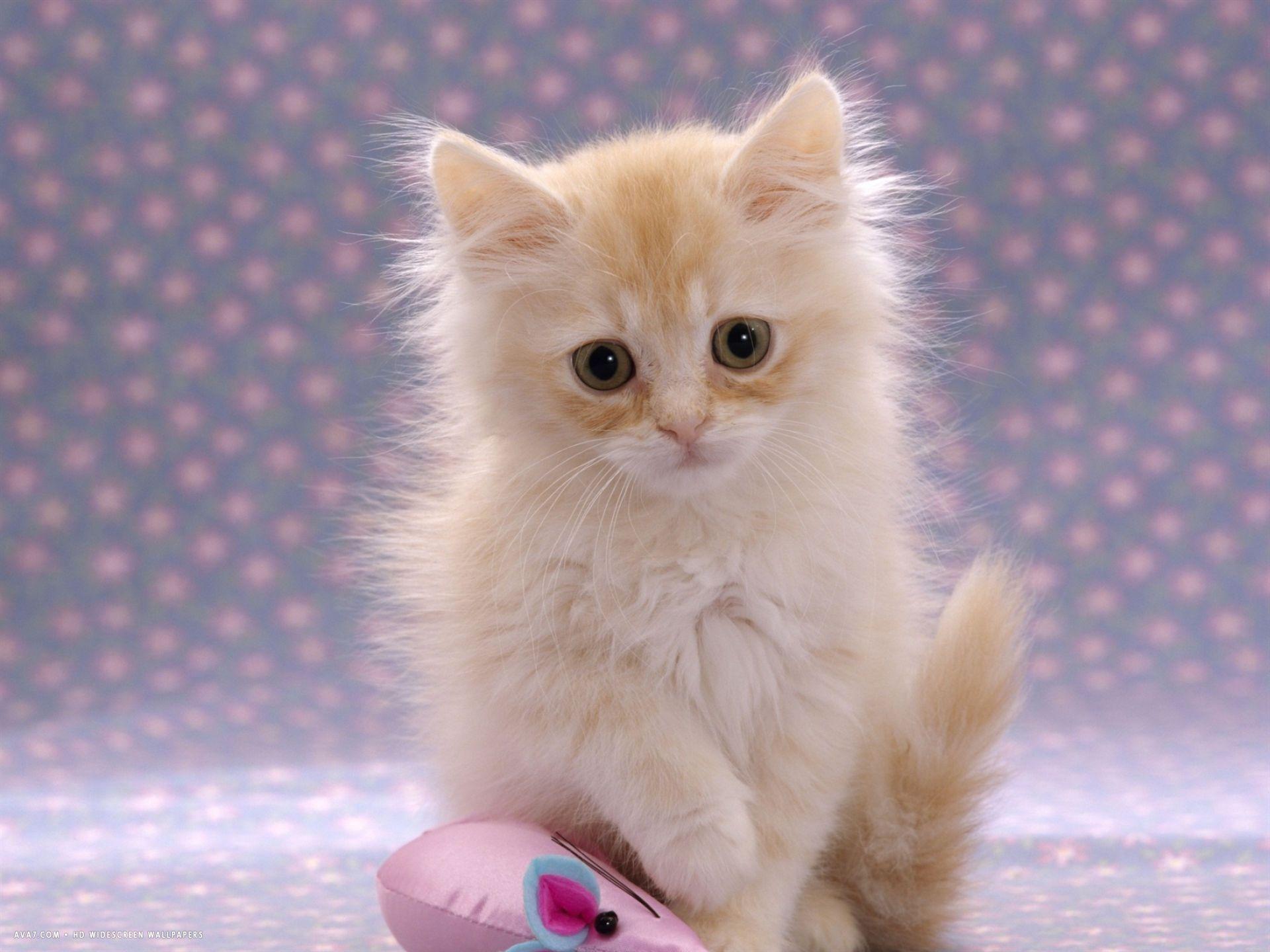Sad Cute Cats Wallpapers - Top Free Sad Cute Cats Backgrounds - WallpaperAccess