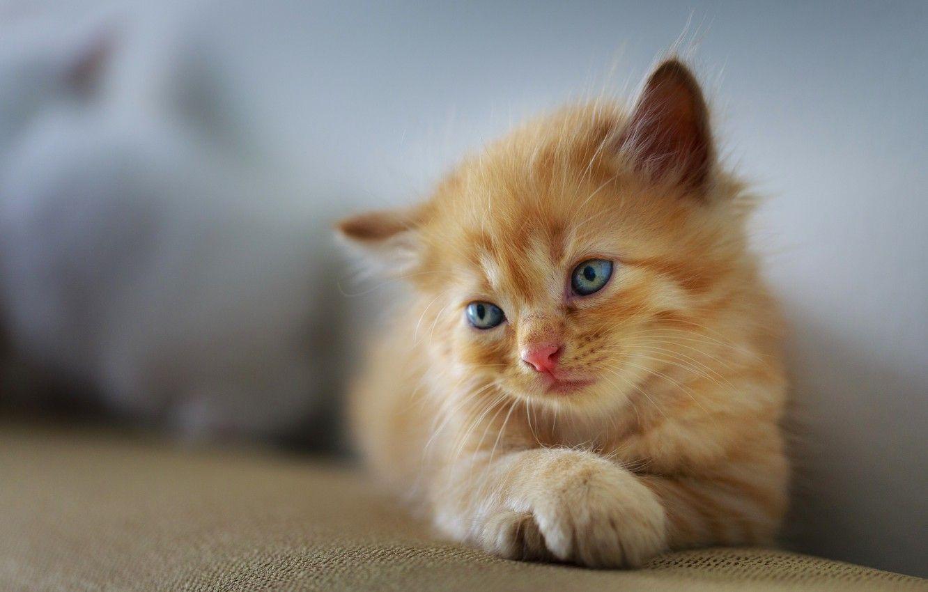 Sad Cute Cats Wallpapers - Top Free Sad Cute Cats Backgrounds - WallpaperAccess