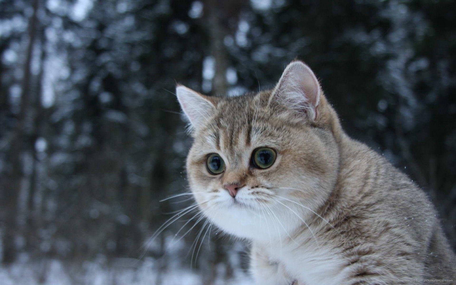 Sad Cute Cats Wallpapers - Top Free Sad Cute Cats Backgrounds - WallpaperAccess